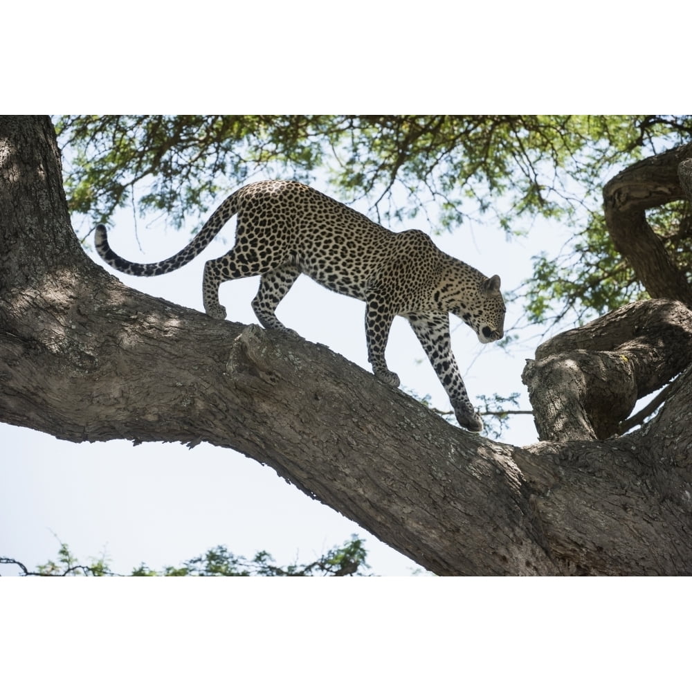 Posterazzi Leopard Walking on Tree Limb Near Ndutu Ngorongoro Crater ...