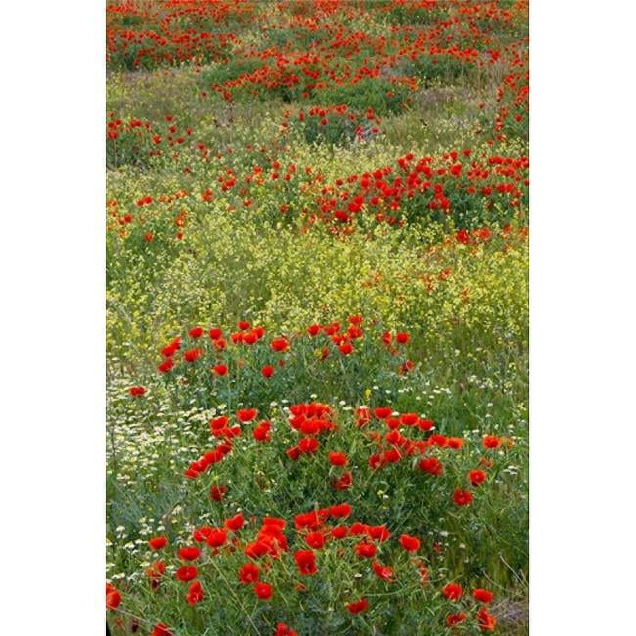 Posterazzi PDDAS37DGU0533 Red Poppy Field in Central Turkey During ...