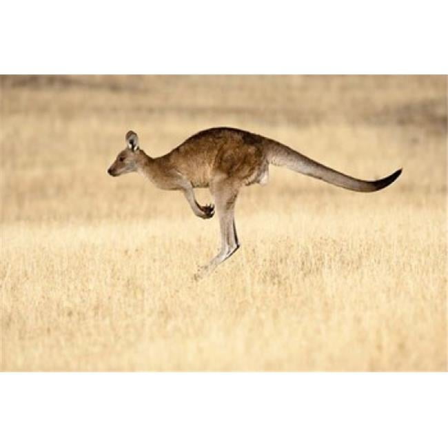 Posterazzi PDDAU01MZW0150 Eastern Grey Kangaroo Tasmania Australia ...