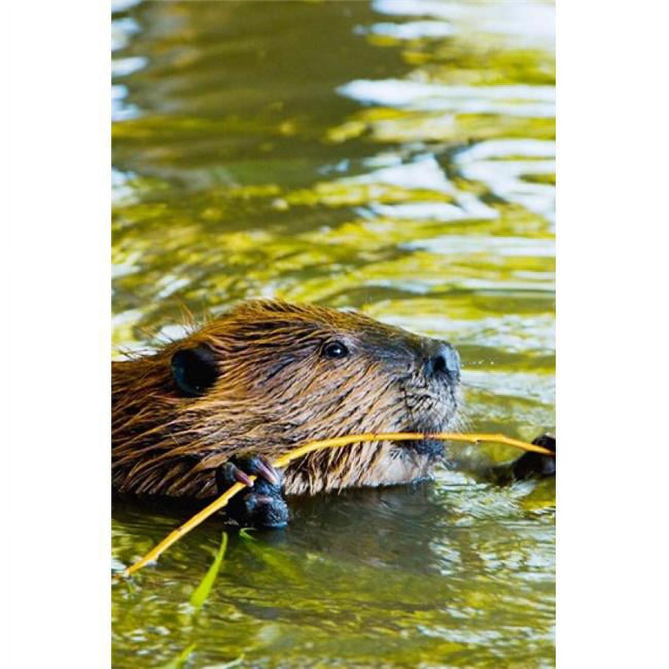 Posterazzi PDDCN02PCL0173 Head of American Beaver Stanley Park British ...