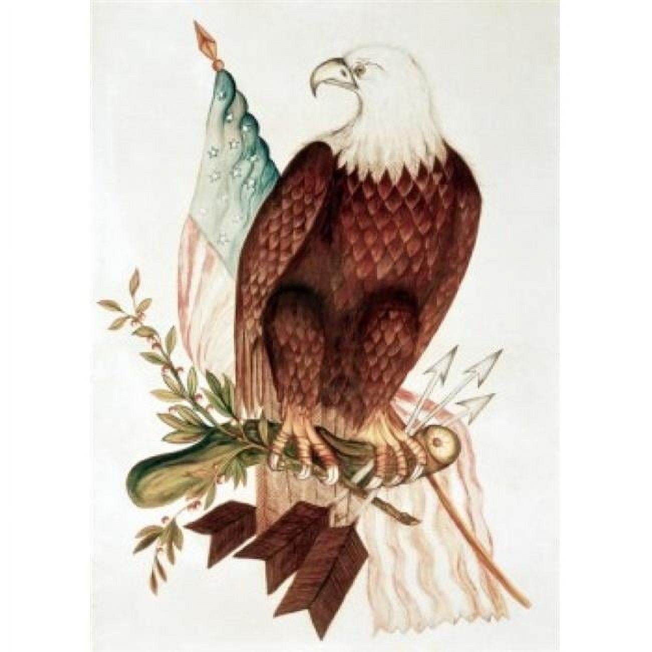 Bald Eagle Illustrations