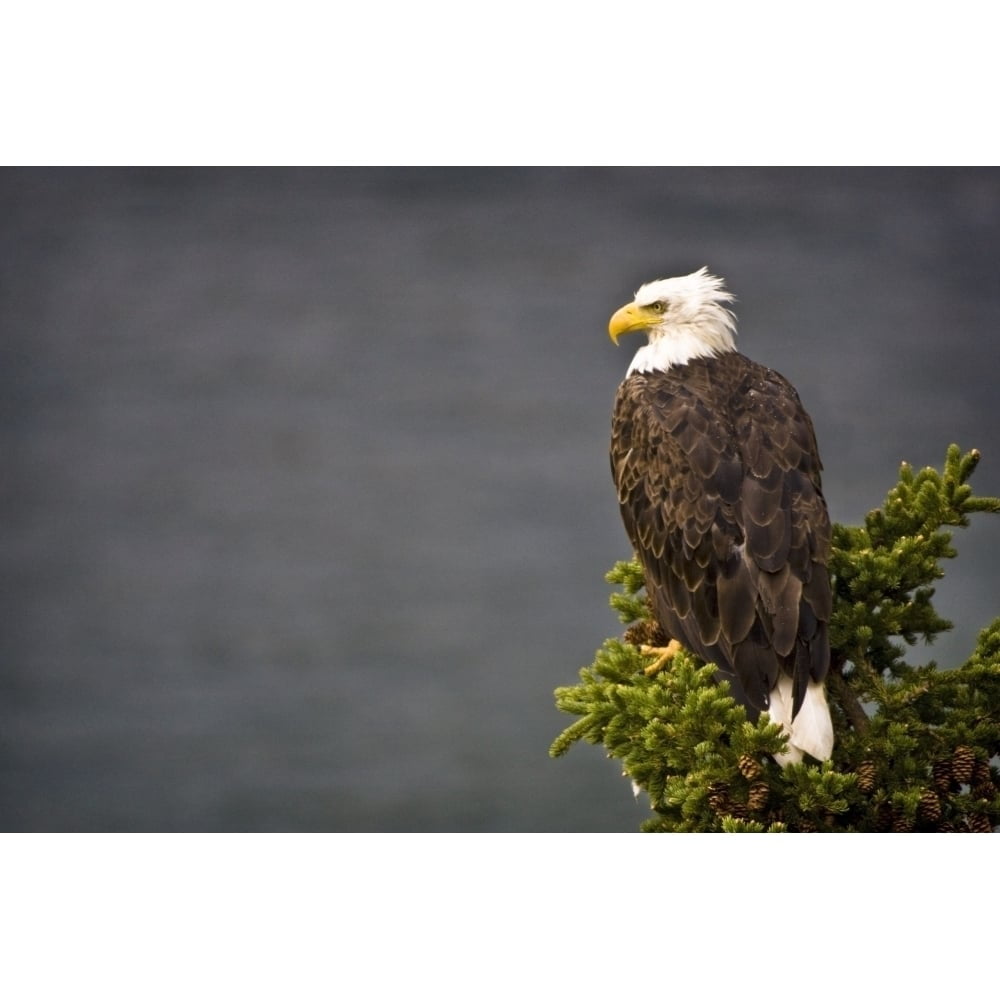 Posterazzi DPI1842712LARGE Side View of American Bald Eagle Perched On ...
