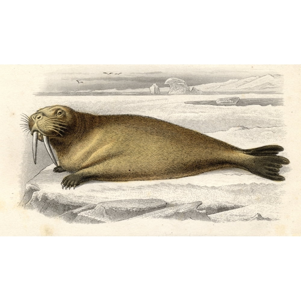 Posterazzi The Walrus Drawn by Edouard Travies Engraved by Paquien ...