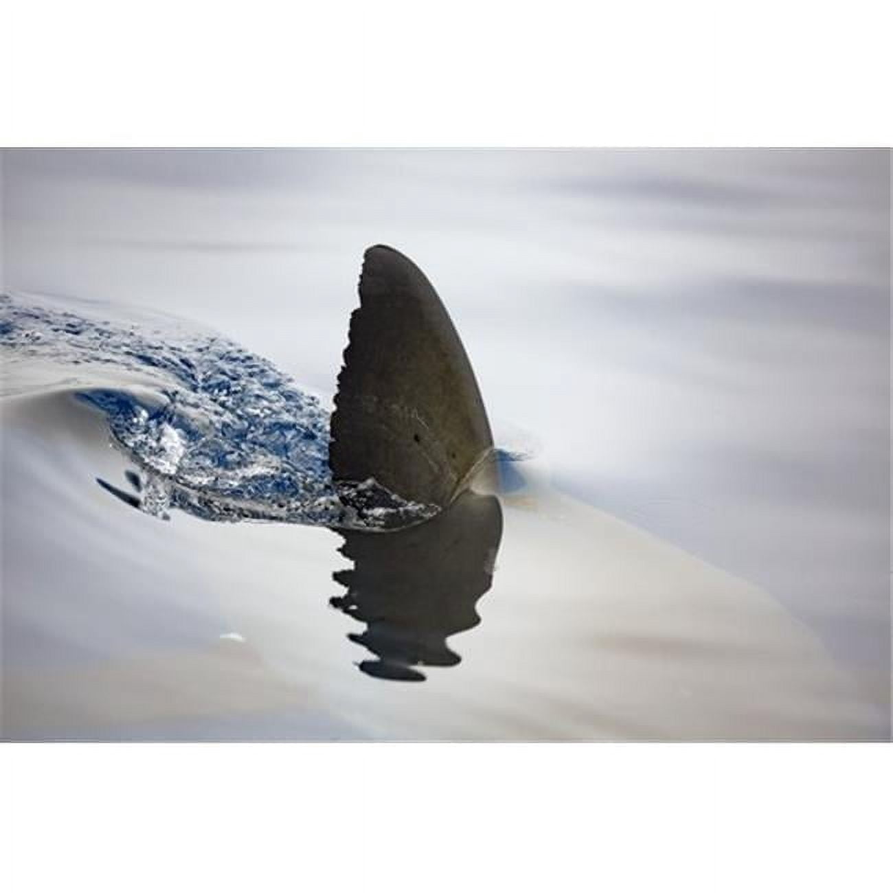 Posterazzi This Great White Shark Was Photographed with Its Fin ...
