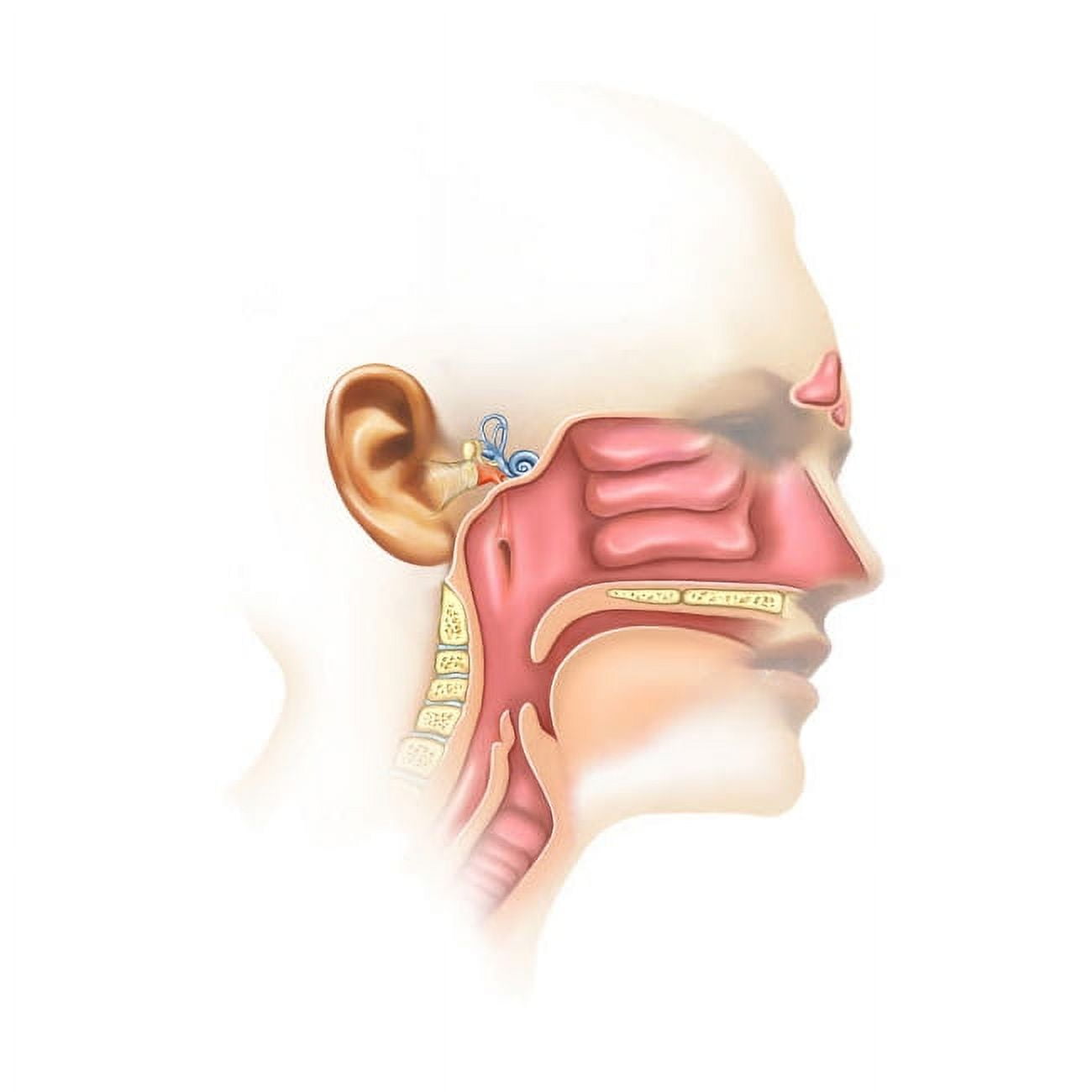 Posterazzi TriFocal Communications Anatomy of inner Ear And Sinuses 11 ...