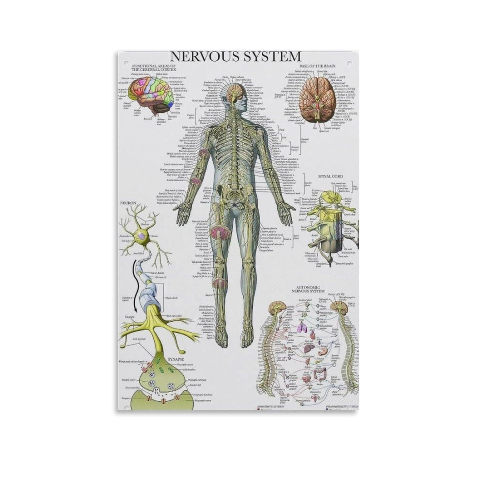 Posters of Anatomical Diagrams of The Nervous System And The Brain, As ...