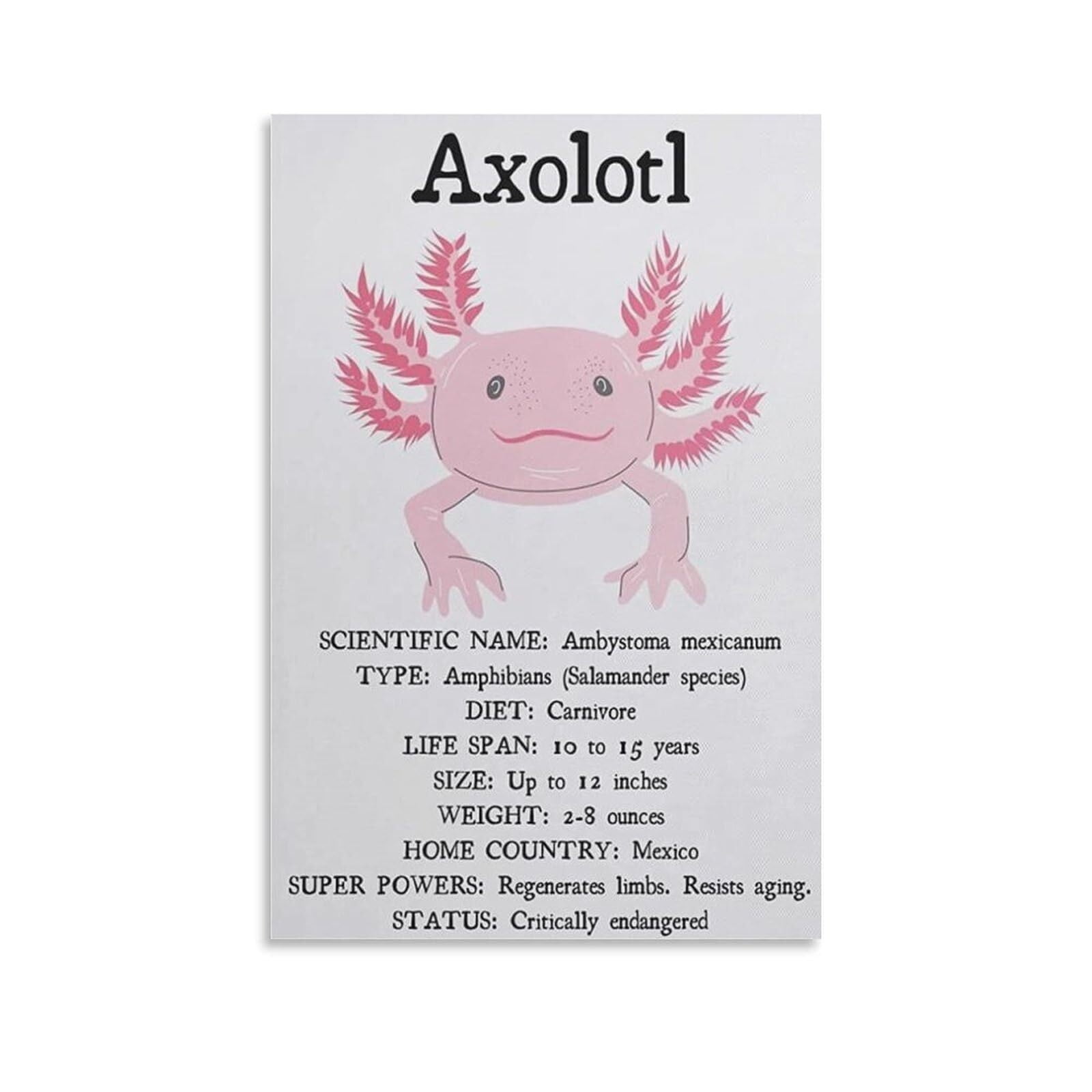 Posters Animal Science Poster Salamander Poster Kids Salamander Facts ...