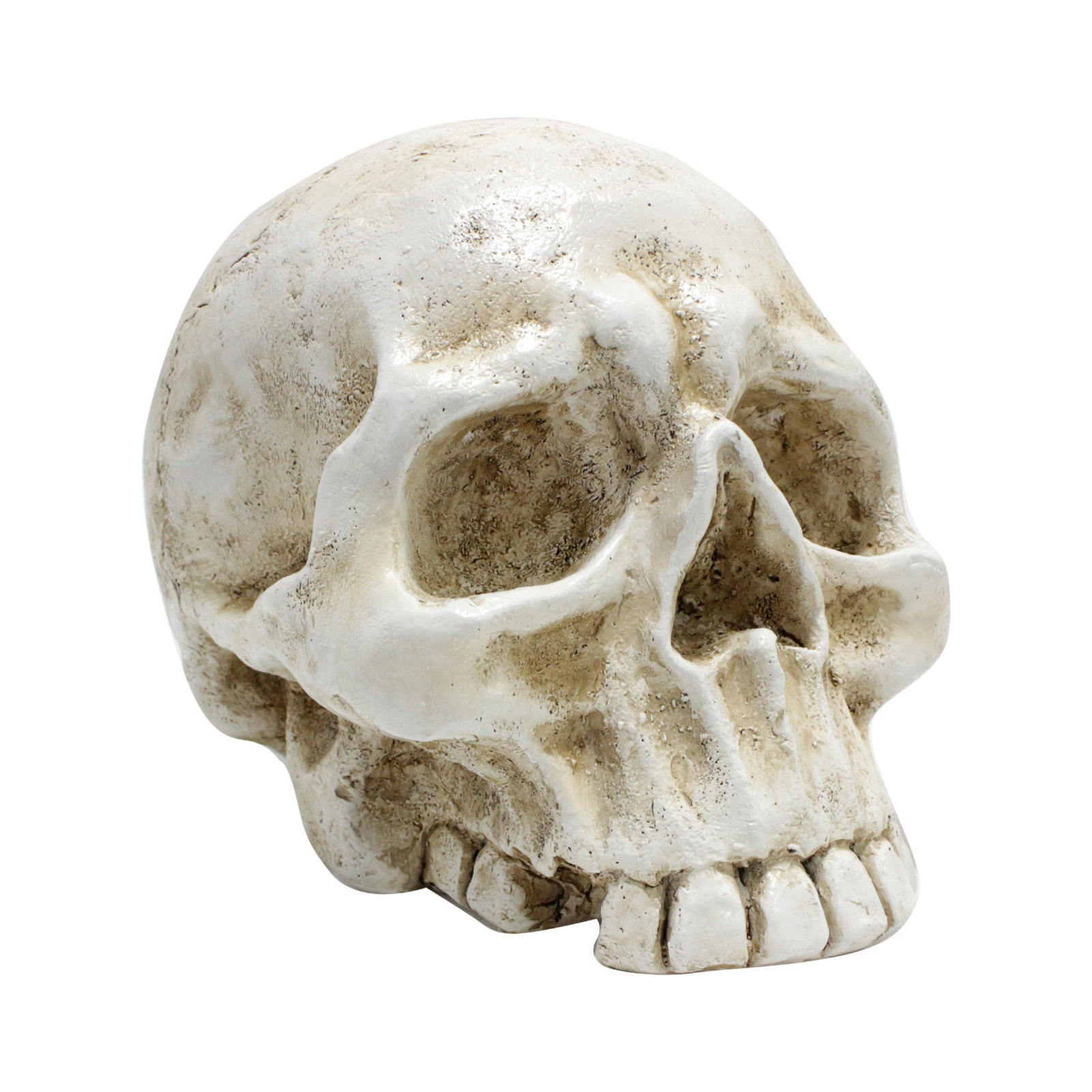 Postuois Halloween Human Skull Replica Model Realistic Looking Creepy ...