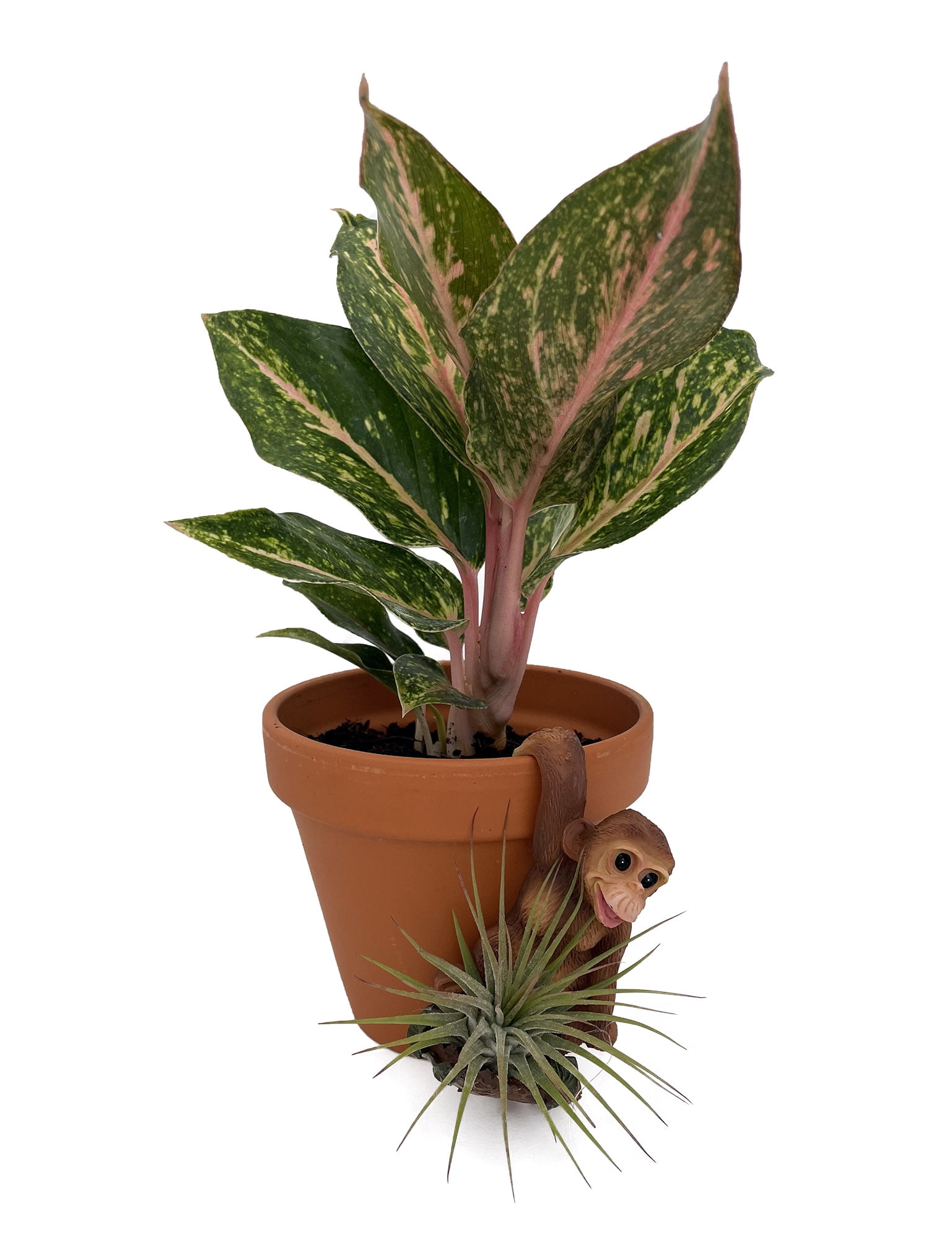 Pot Pals Monkey Ceramic Hanging Ornament with Live Tillandsia Air Plant ...
