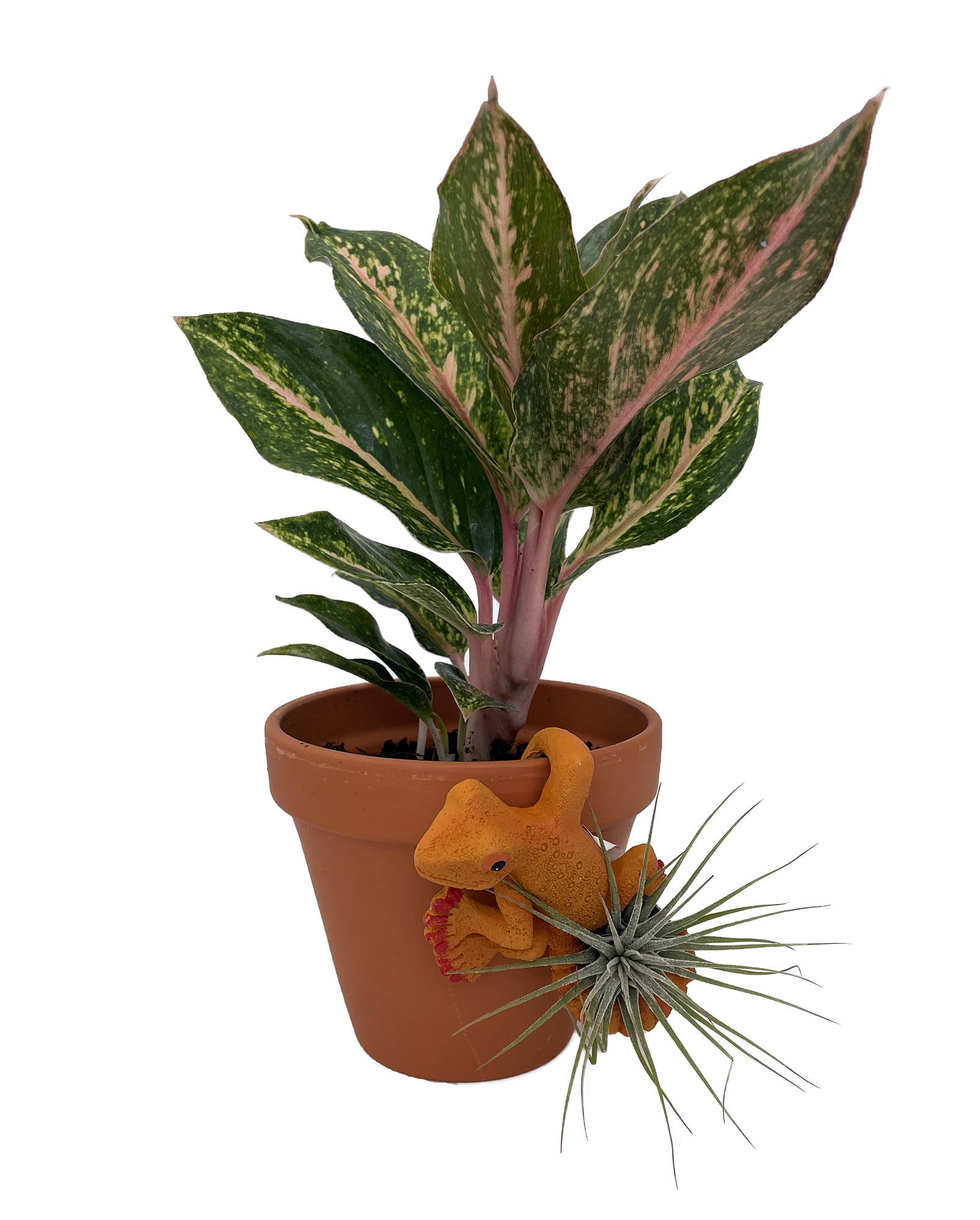 Pot Pals Orange Lizard Ceramic Hanging Ornament with Live Tillandsia ...