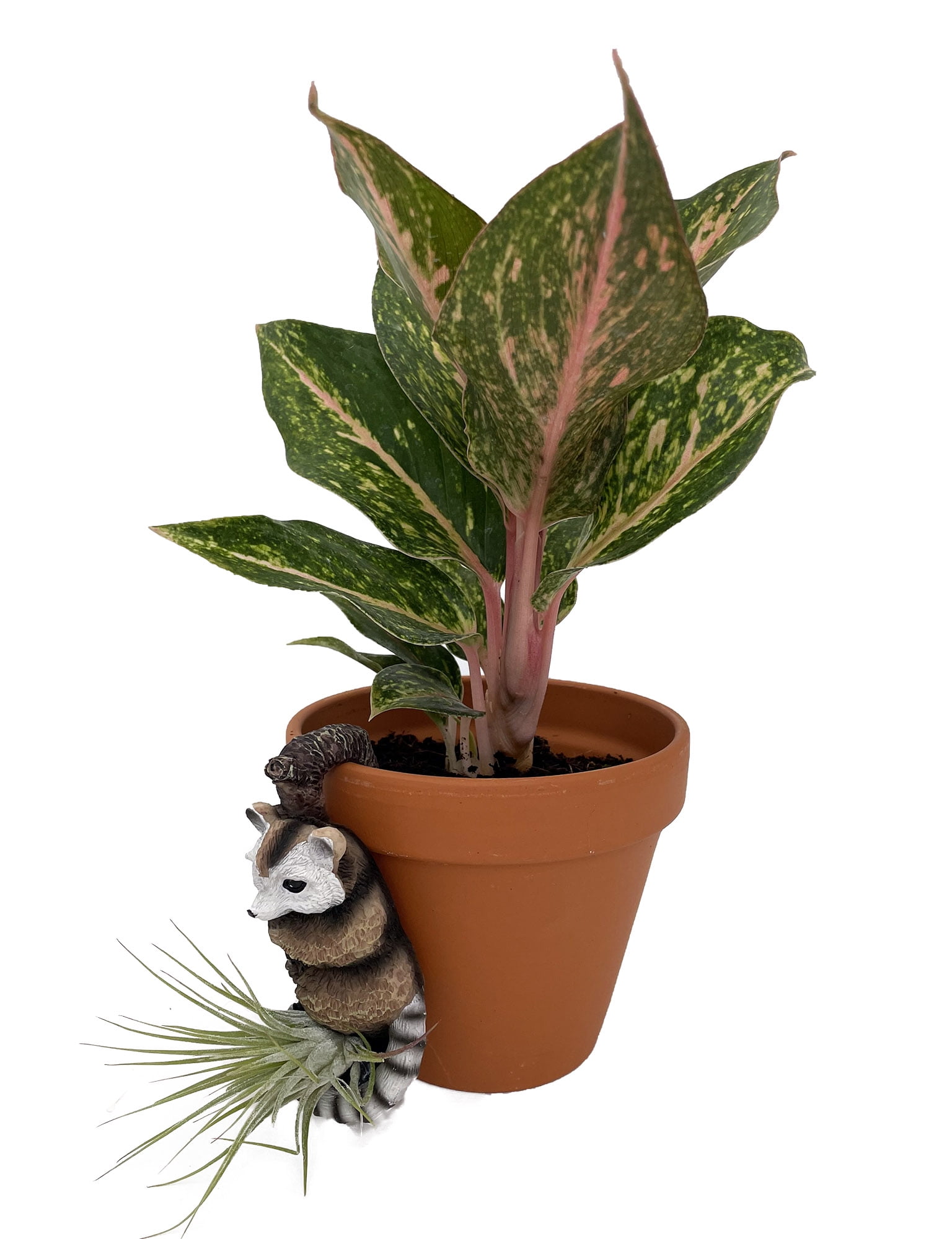 Pot Pals Red Panda Ceramic Hanging Ornament with Live Tillandsia Air Plant - Walmart.com