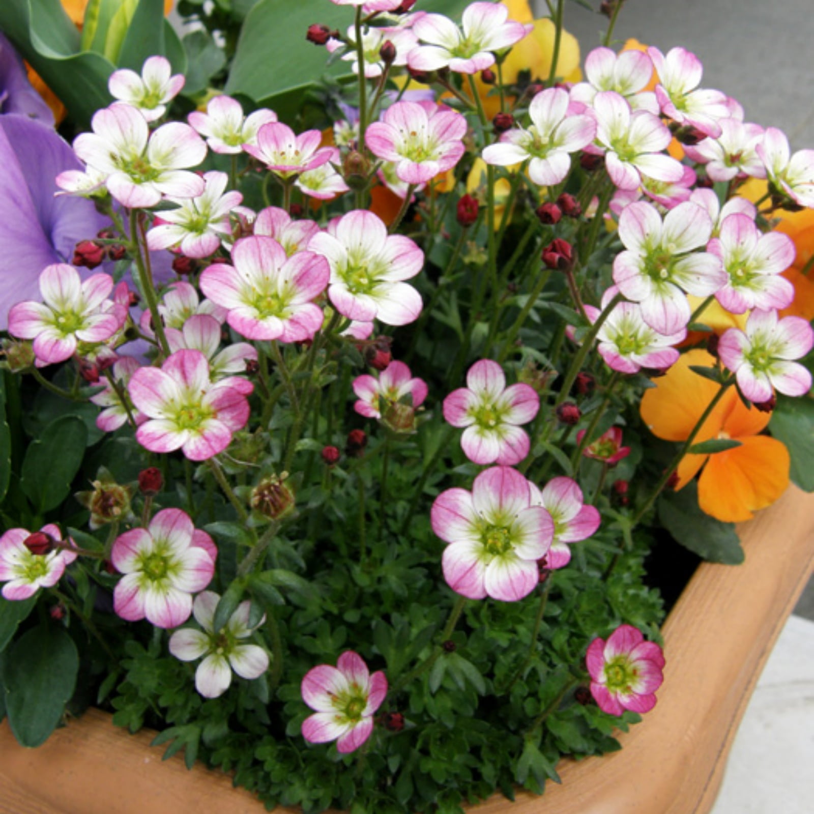 Pot plants Garden greening,Wood sorrel bulb,Oxalis Perennial herb ...