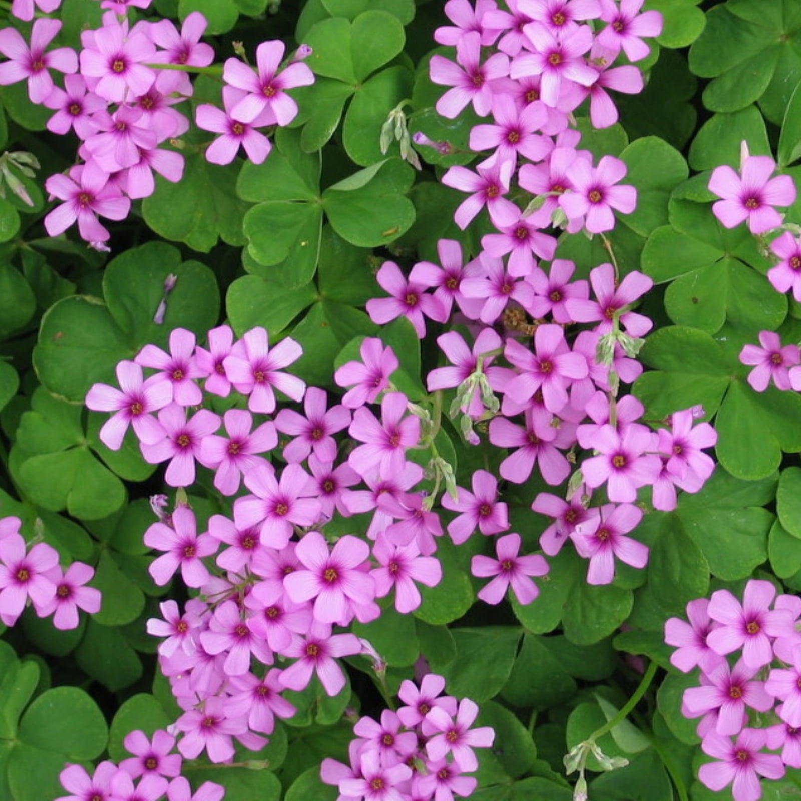 Pot plants Garden greening,Wood sorrel bulb,Oxalis Perennial herb ...