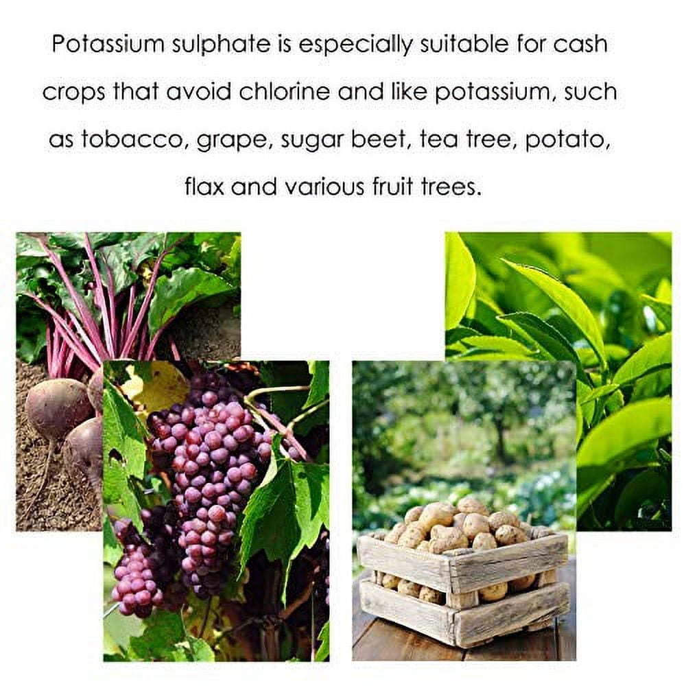 Potassium sulfate, high-Quality and efficient Potash Fertilizer, AR ...