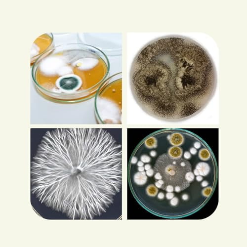 Potato Dextrose Agar (PDA) Plates for Mushroom Cultivation (10 Pre ...