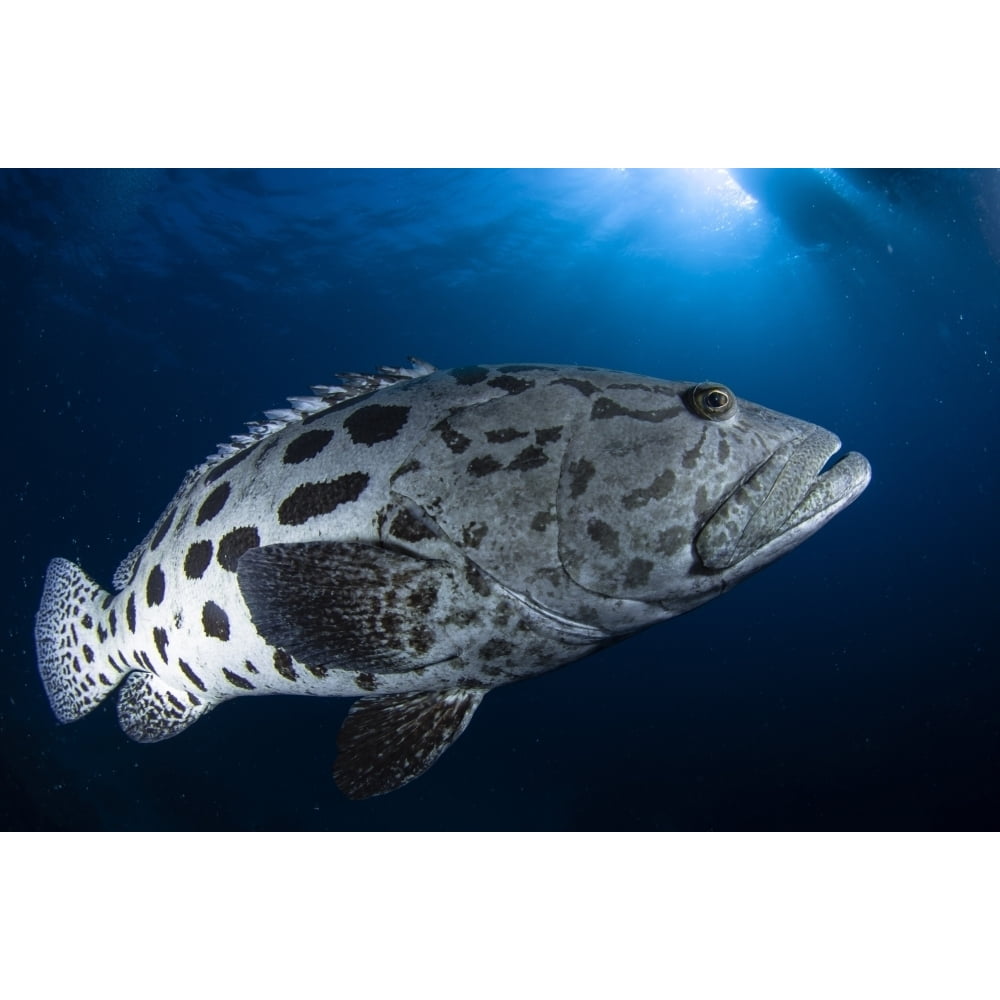 Potato grouper Australia Poster Print - Walmart.com