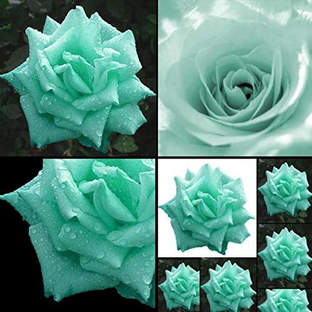 Potato001 100Pcs Mint Green Rose Seeds Butterflies Love Garden Flower ...