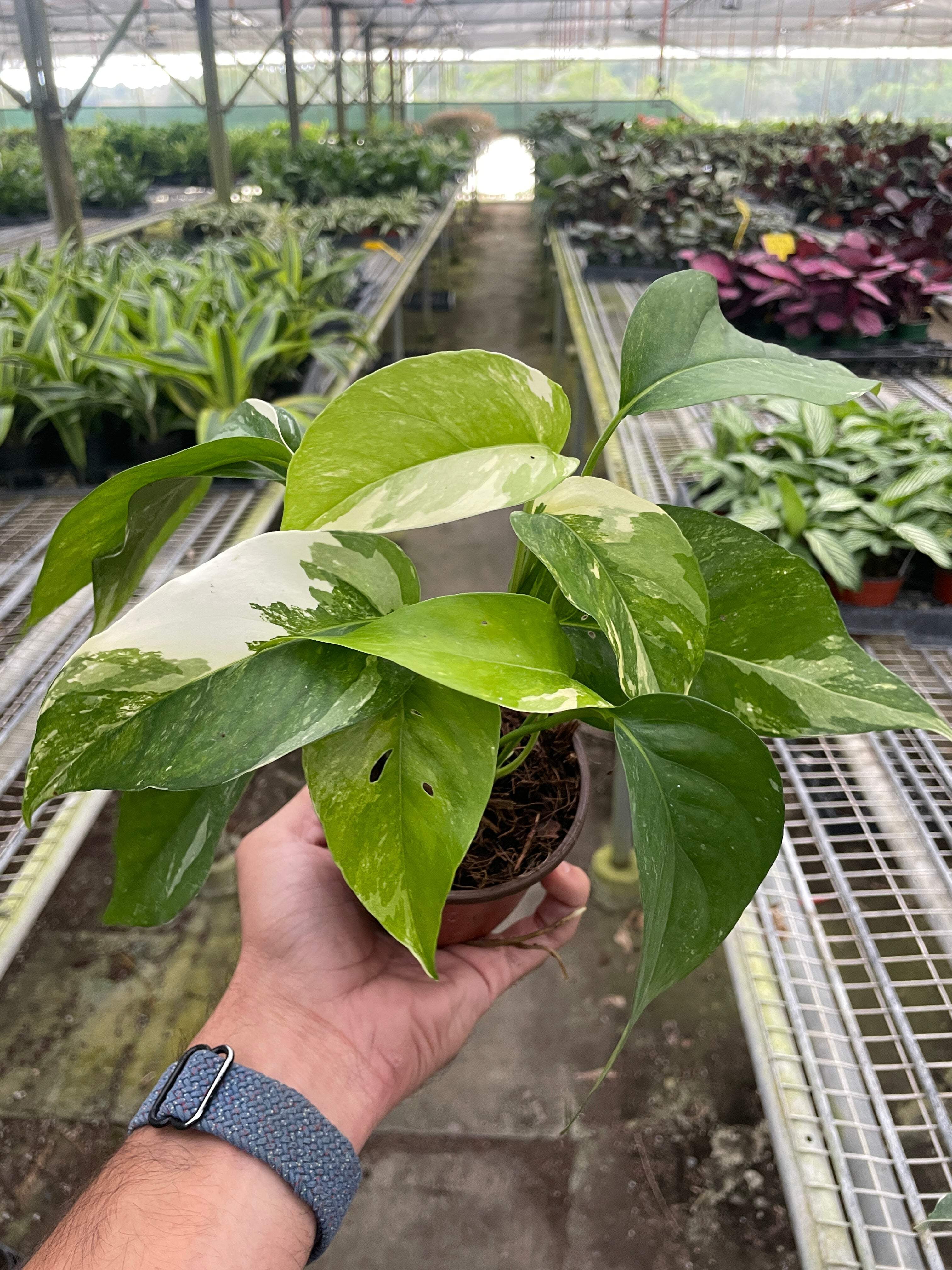 Pothos 'Albo Variegata' in 4" Pot | Live Plant for Indoor | 7 - 12 inch ...