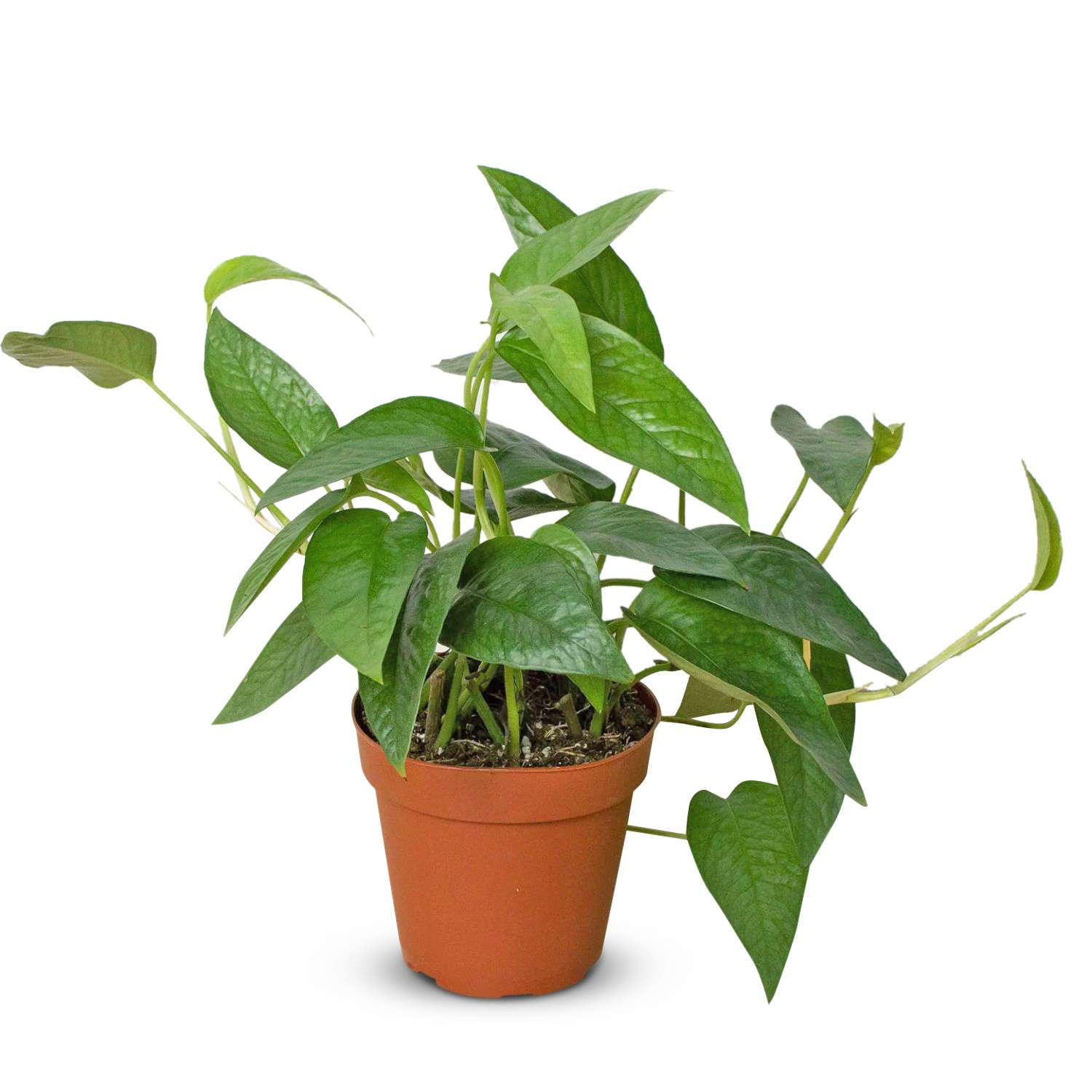 Pothos Cebu Blue Live Plant for Indoor | Different Houseplants in 4 ...