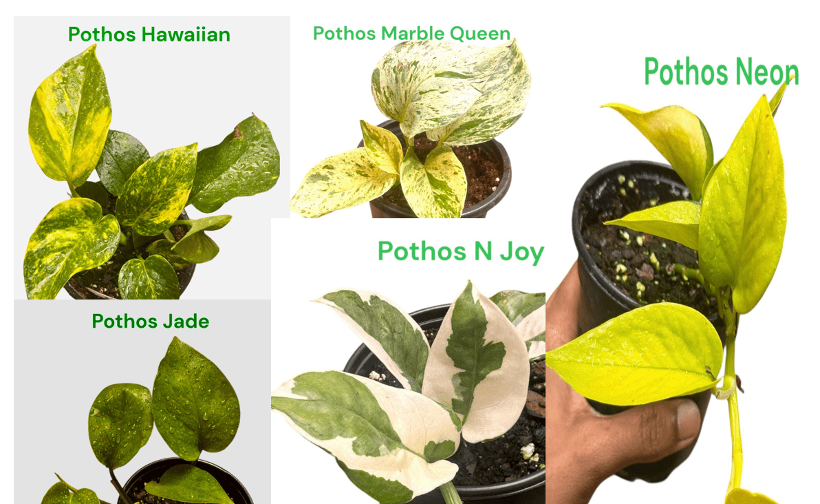 Pothos Collections, 5 Rare live Pothos Plants (Pothos Basket) - Walmart.com