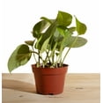 Pothos Devil's Ivy House Plant 4" Grow Pot - Walmart.com