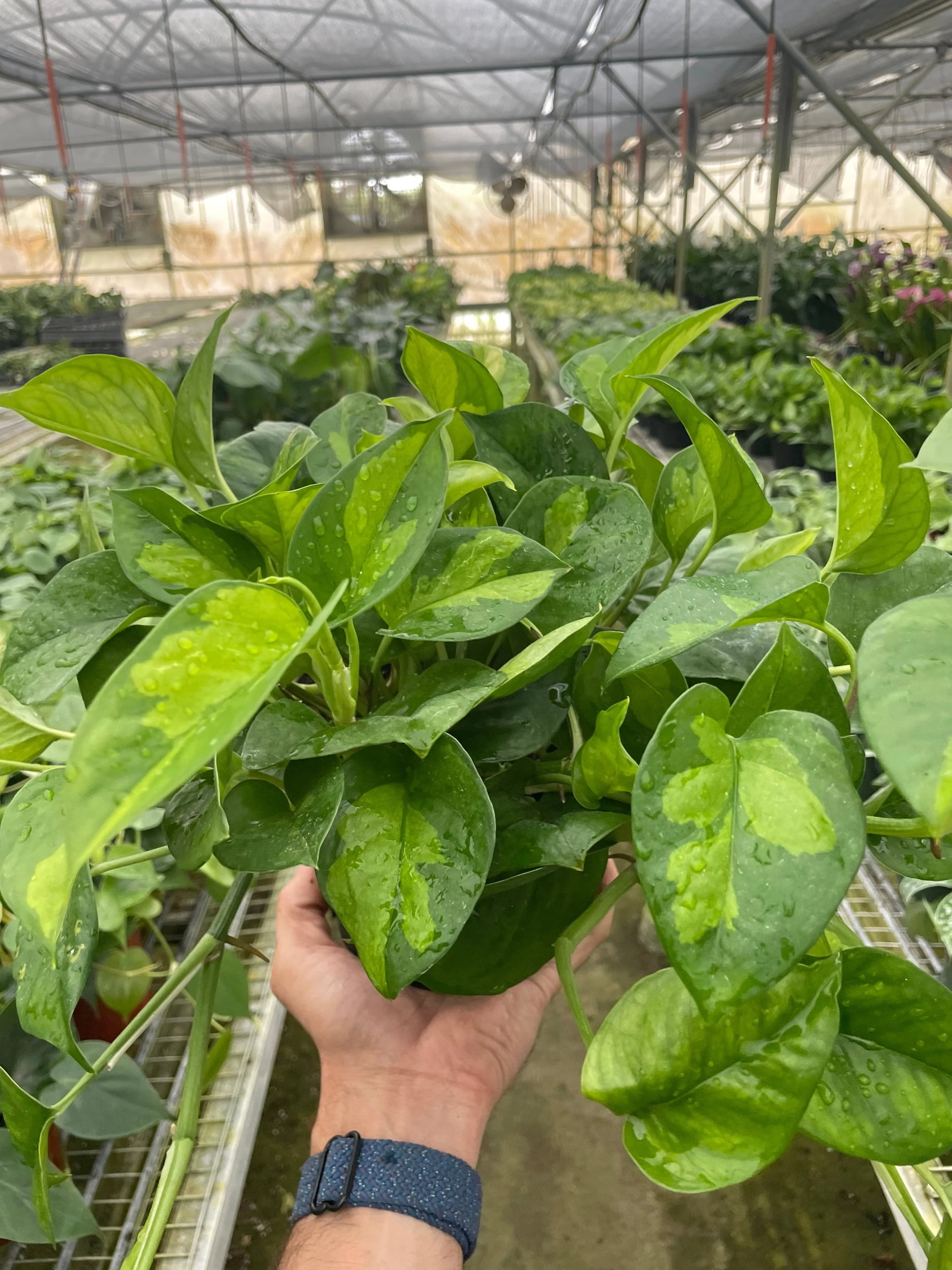 Pothos 'Global Green' - Walmart.com