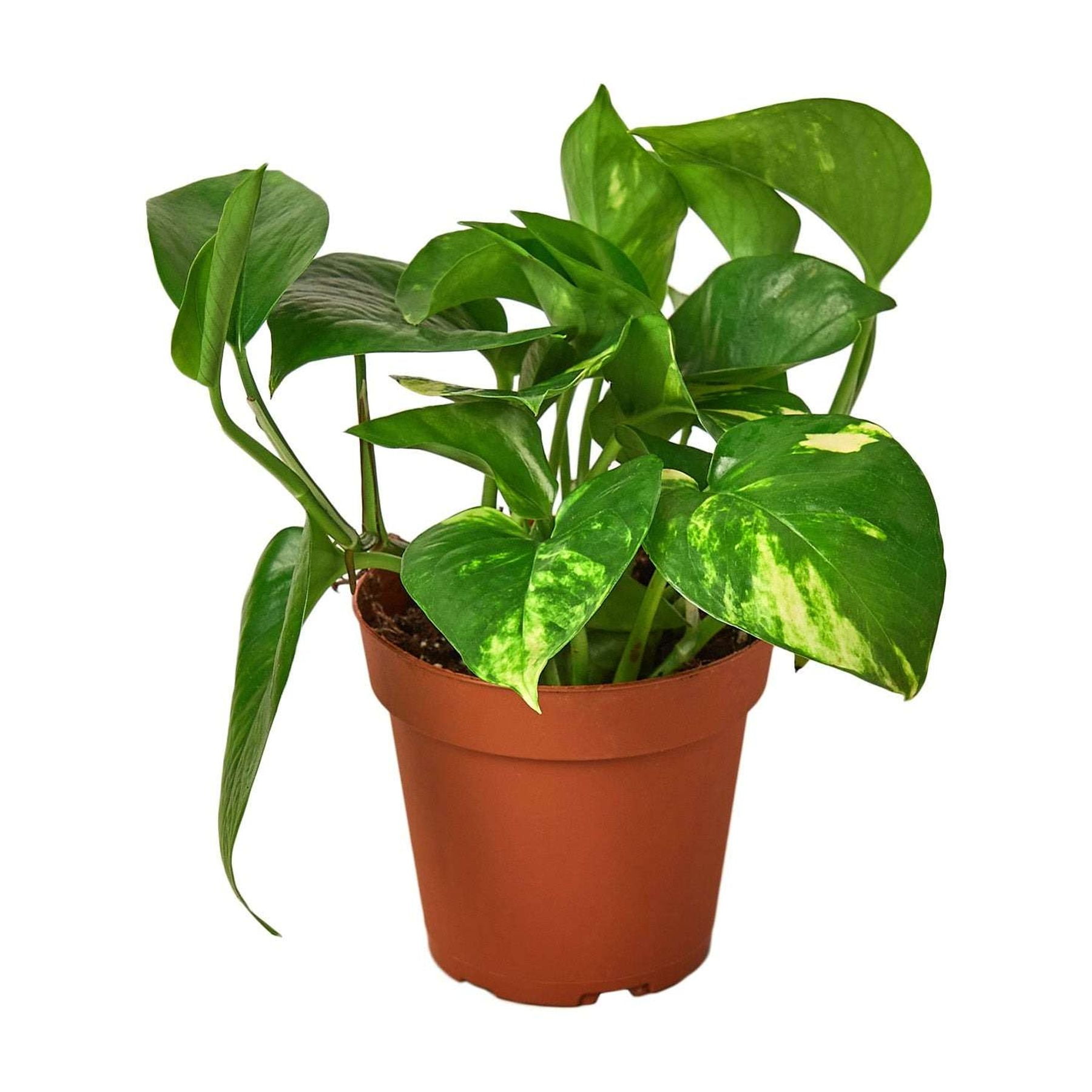 Pothos Golden Live Plant for Indoor | Different Houseplants in 3'' Pot ...