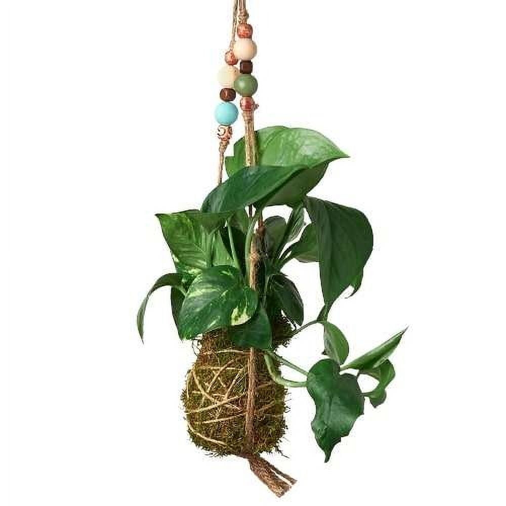 Pothos Golden kokedama breads Live Plant for Indoor | Different ...