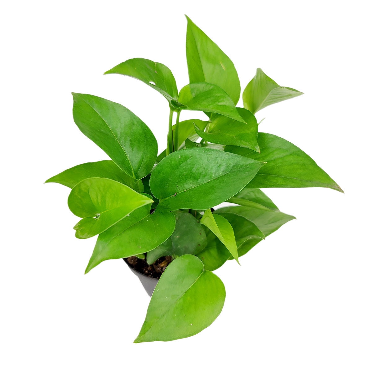 Pothos Jade (4"+ Plastic Pot) - Trailing Air-purifying Houseplant for ...