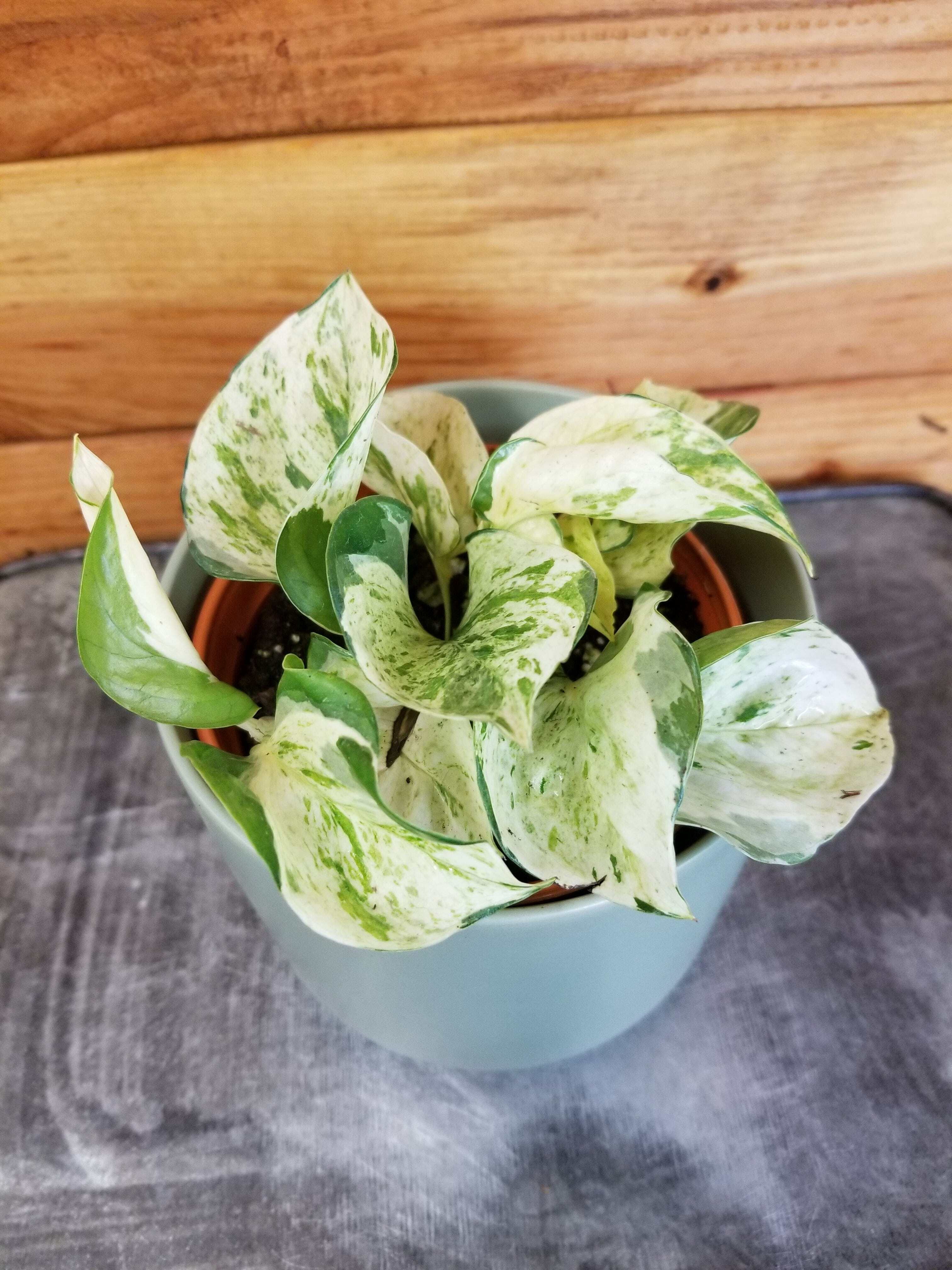 Pothos Manjula, 4" Plant, The Plant Farm - Walmart.com