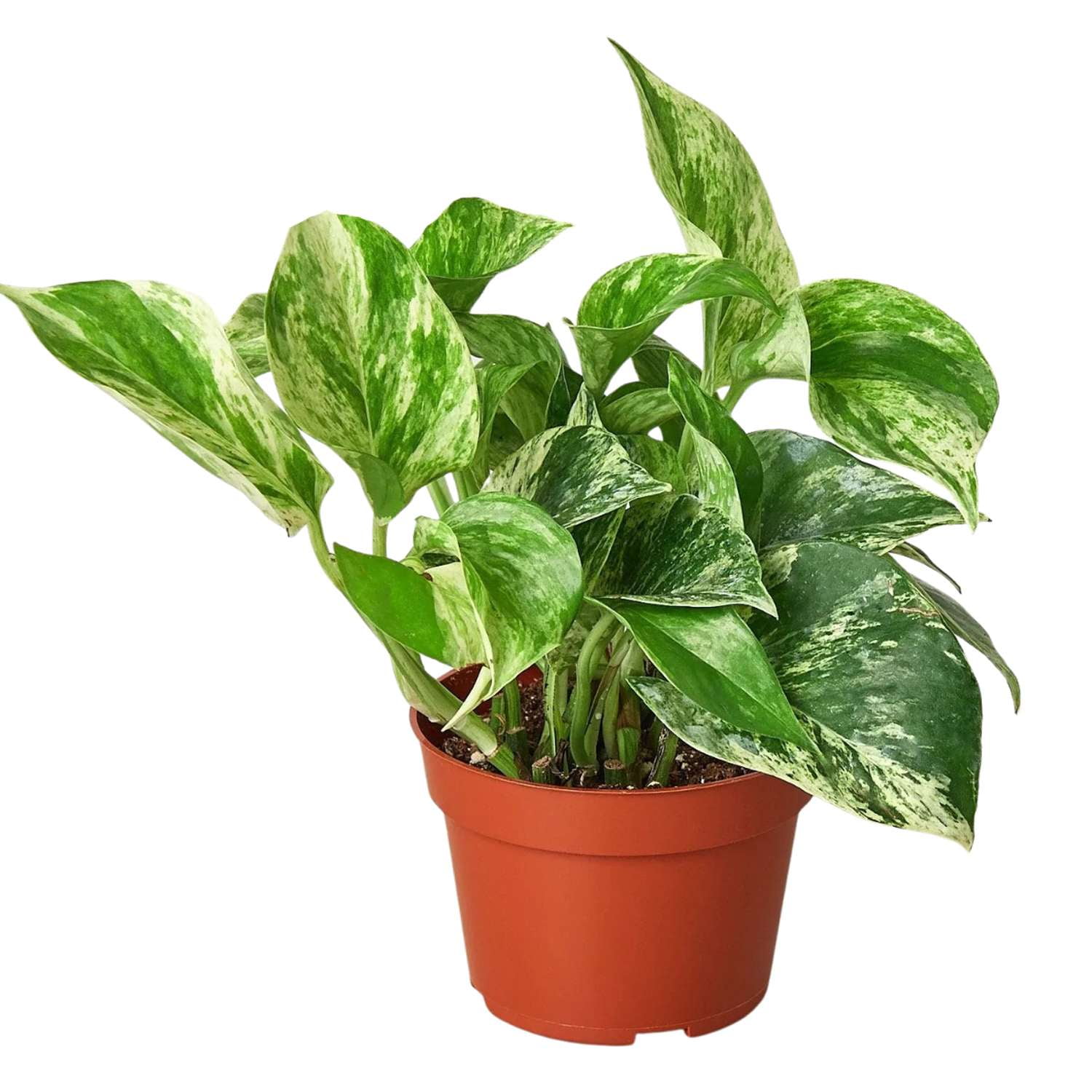 Pothos Marble Queen Live Plant for Indoor | Different Houseplants in 4 ...