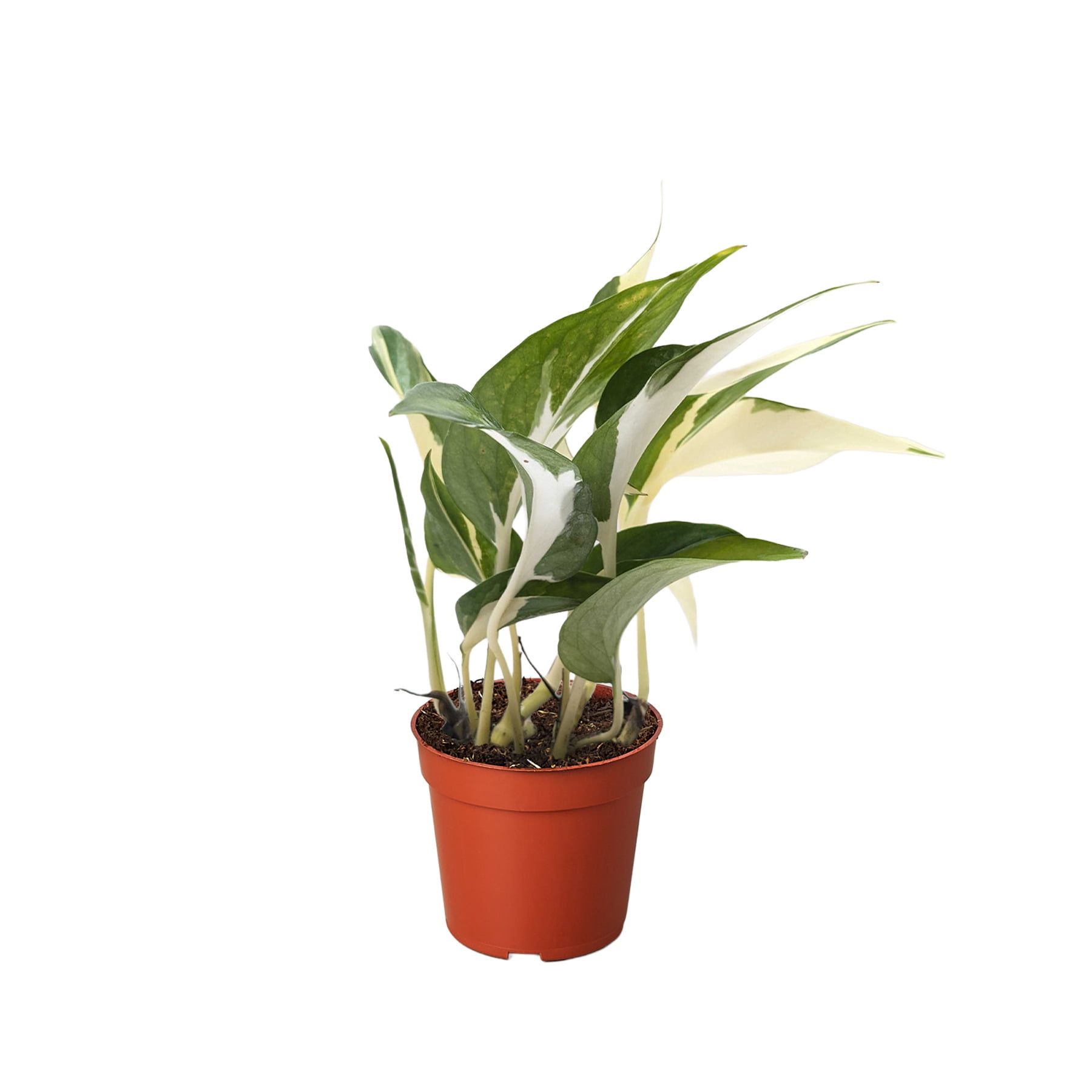 Pothos 'Mutant Manjula', 8" Pot, Indoor Houseplant, Easy Care, Live ...