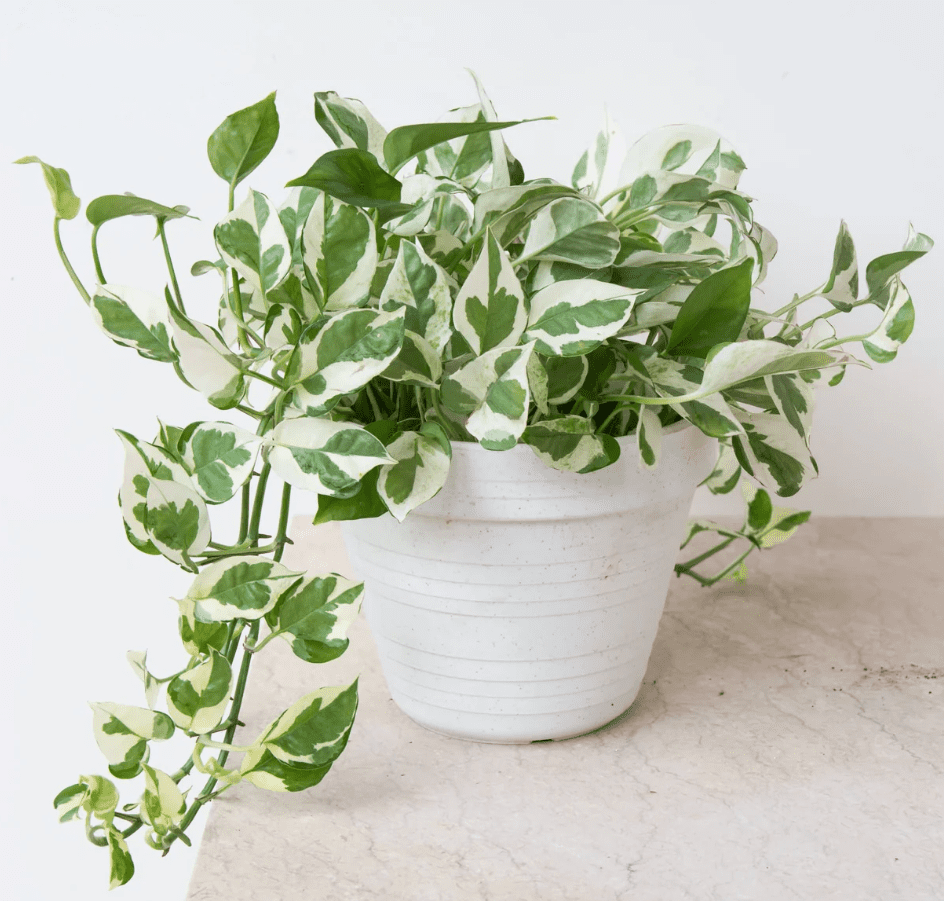 Pothos N’Joy Live Indoor Plant, 3-5 Inch Tall in 4 inch Pot, Variegated ...