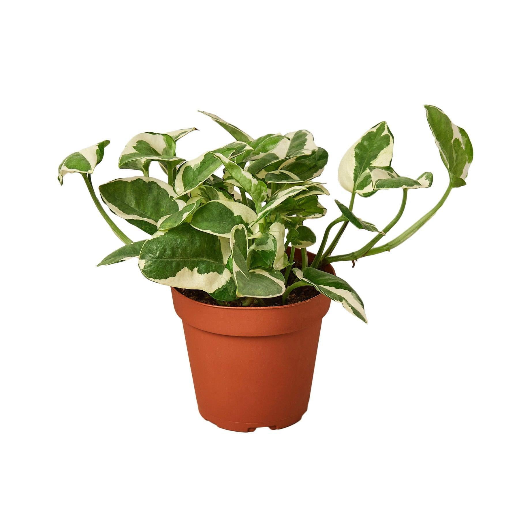 Pothos 'N'joy' in 4" Pot / Black Cyclinder | Live Plant for Indoor | 7 ...