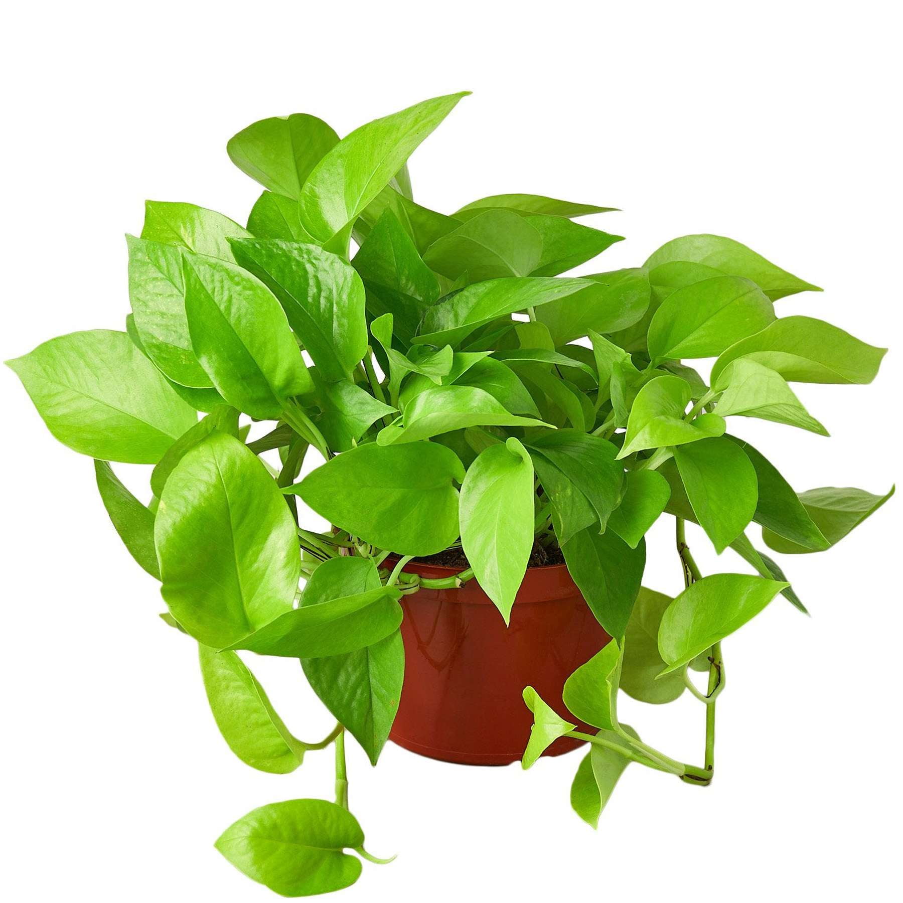 Pothos Neon Live Plant for Indoor | Different Houseplants in 4'' & 6 ...