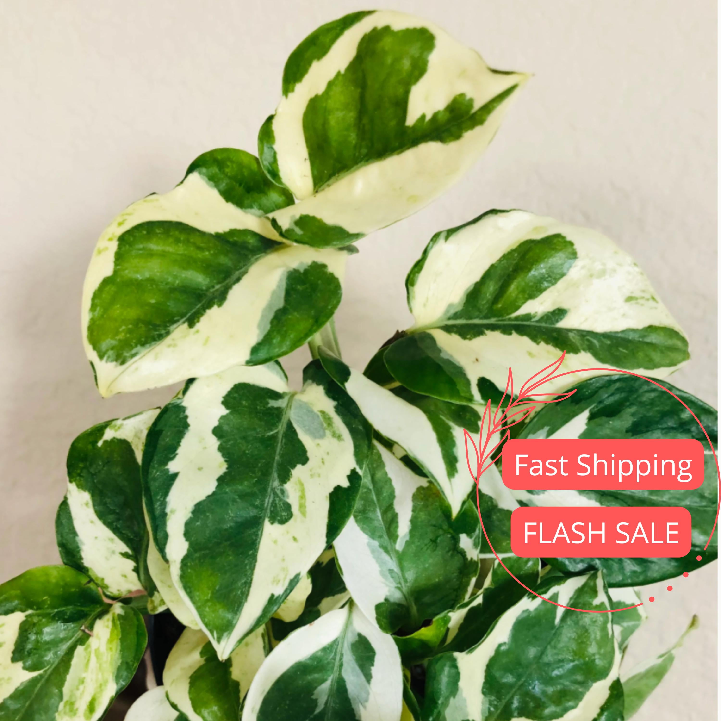 Pothos Njoy Live Plant | Epipremnum Aureum N-Joy Variegated Pothos ...