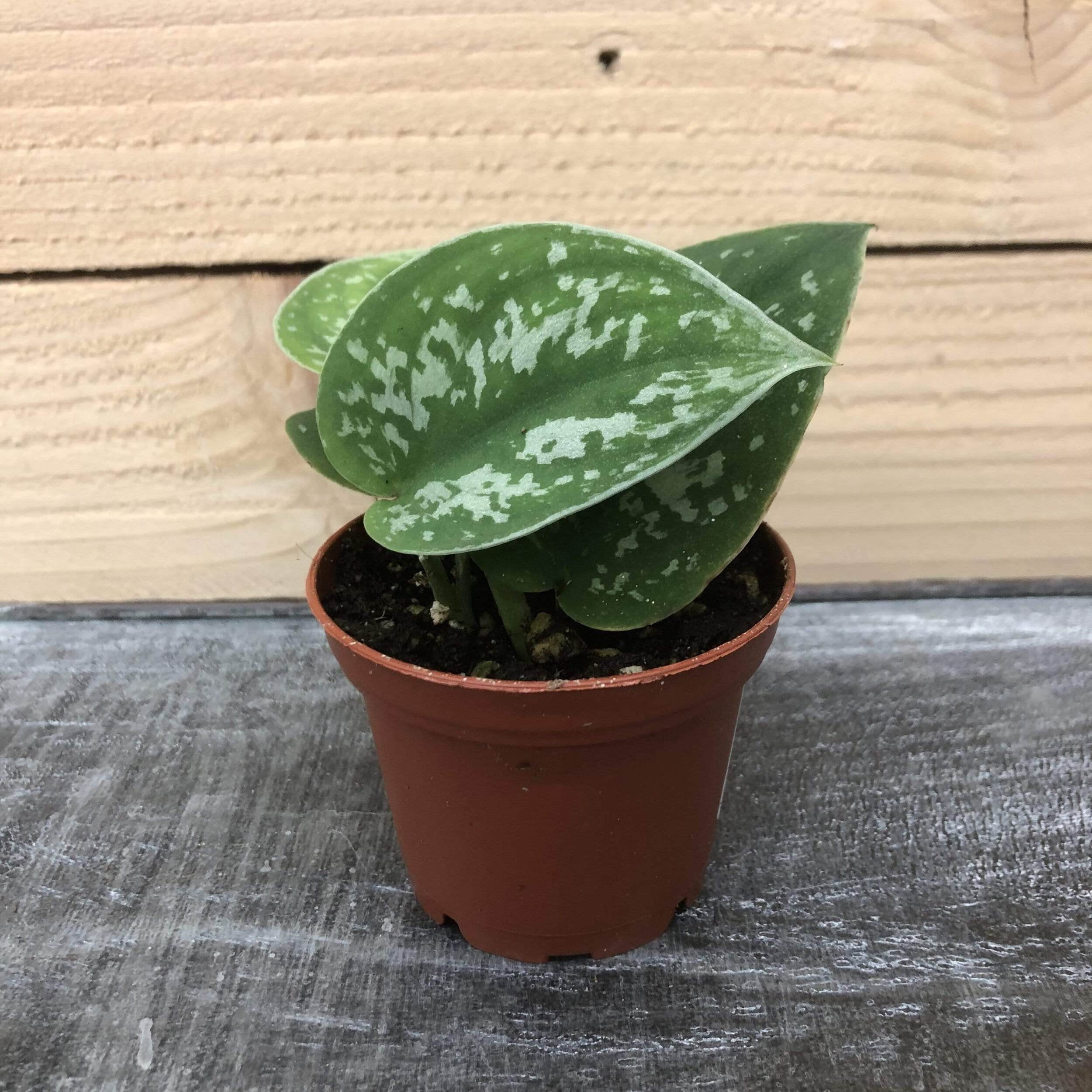 Pothos Picta, 2" Plant, The Plant Farm - Walmart.com