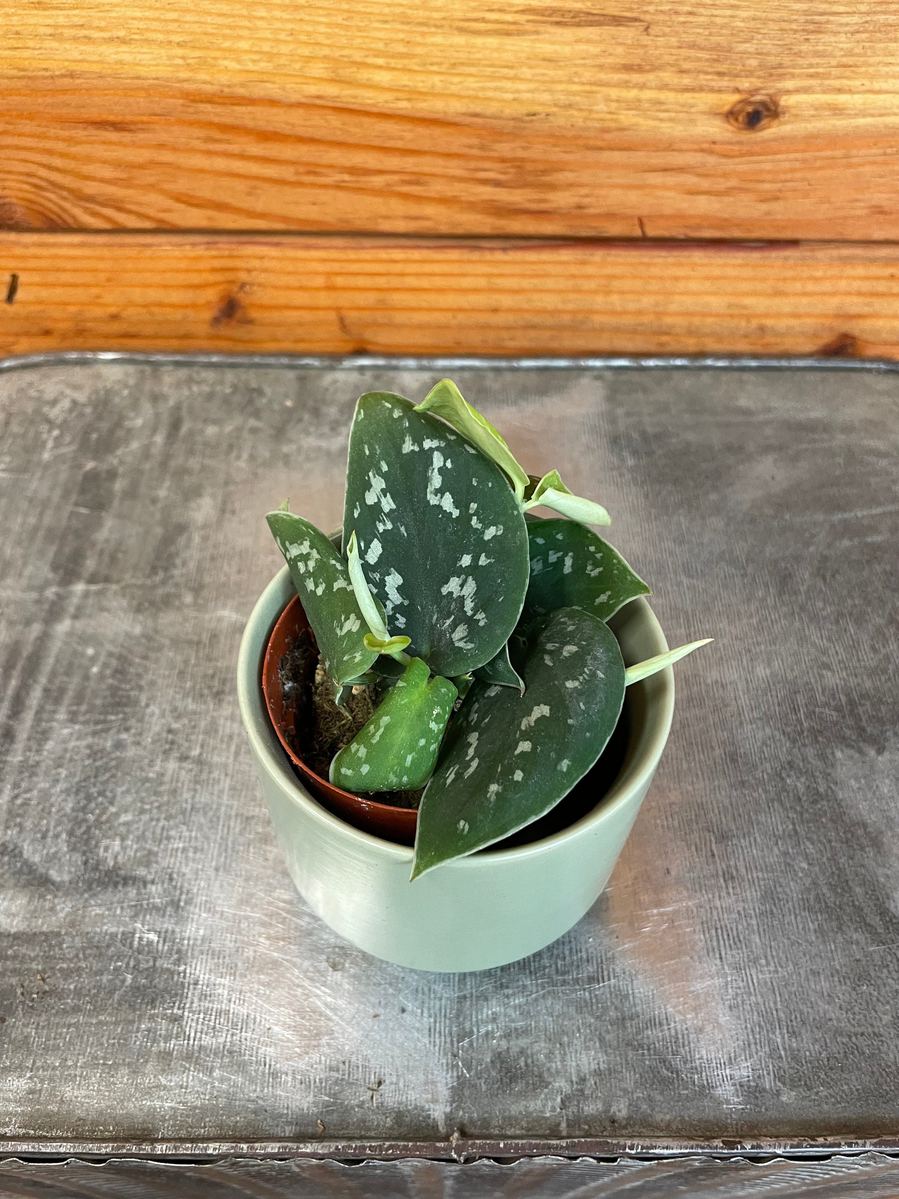 Pothos Picta, 2" Plant, The Plant Farm - Walmart.com