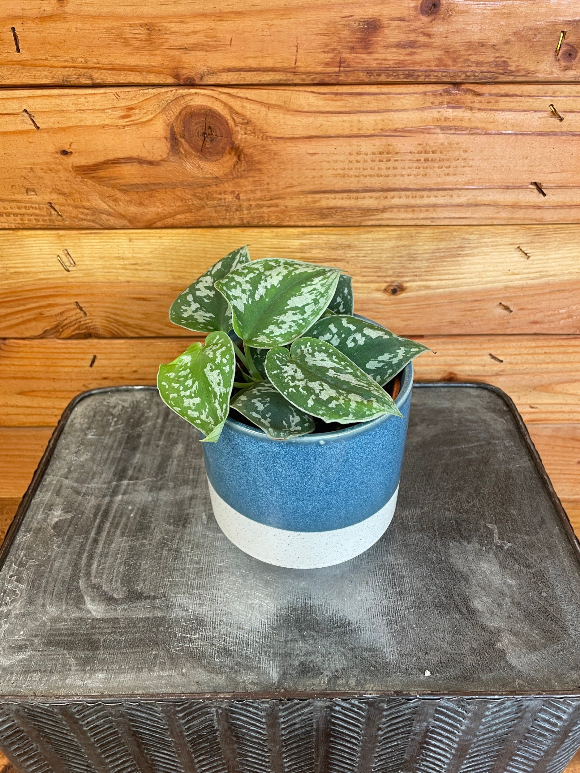 Pothos Picta, 4" Plant, The Plant Farm - Walmart.com