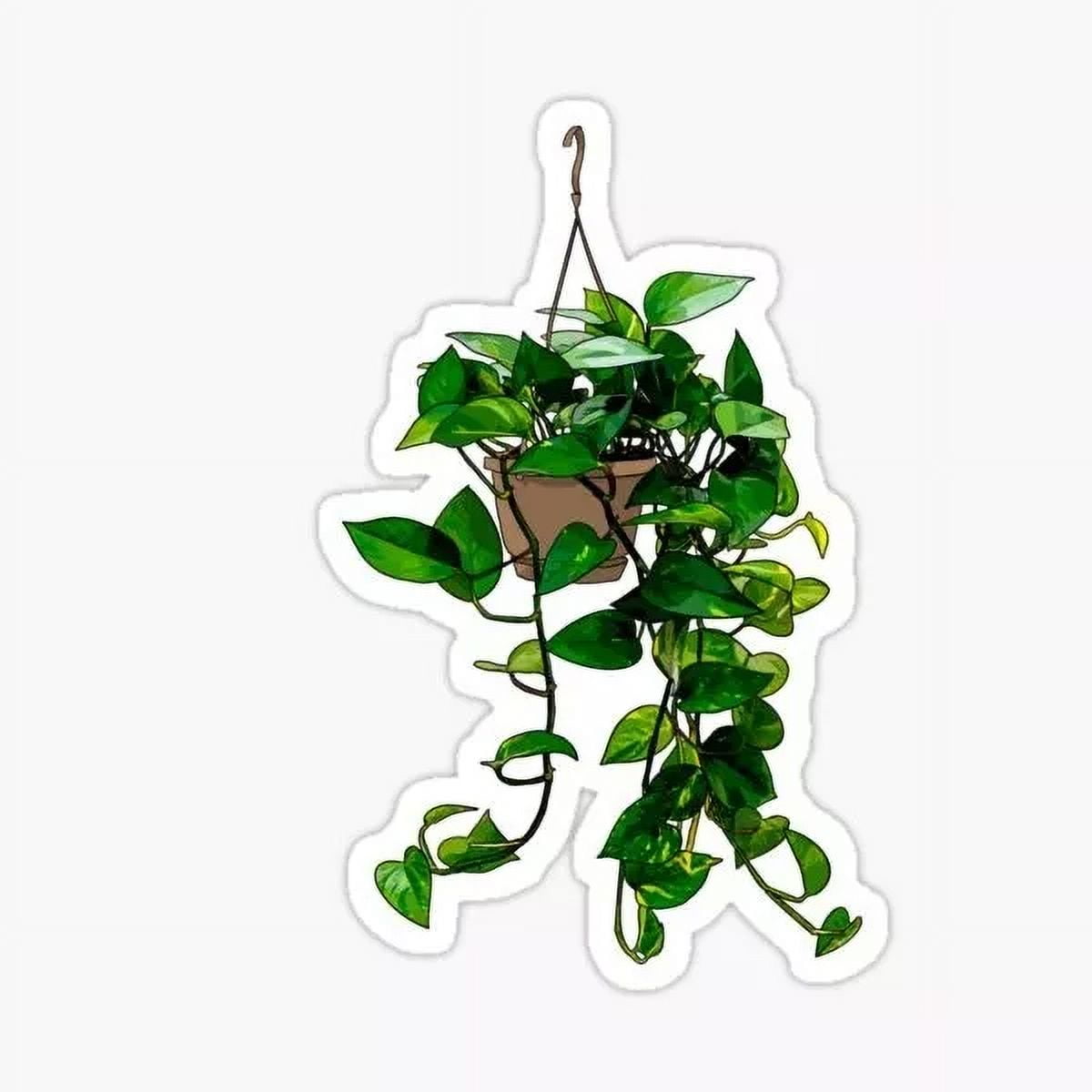 Pothos Plant Devil'S Ivy Fun Whimsical Decal Laptops Water Bottles ...