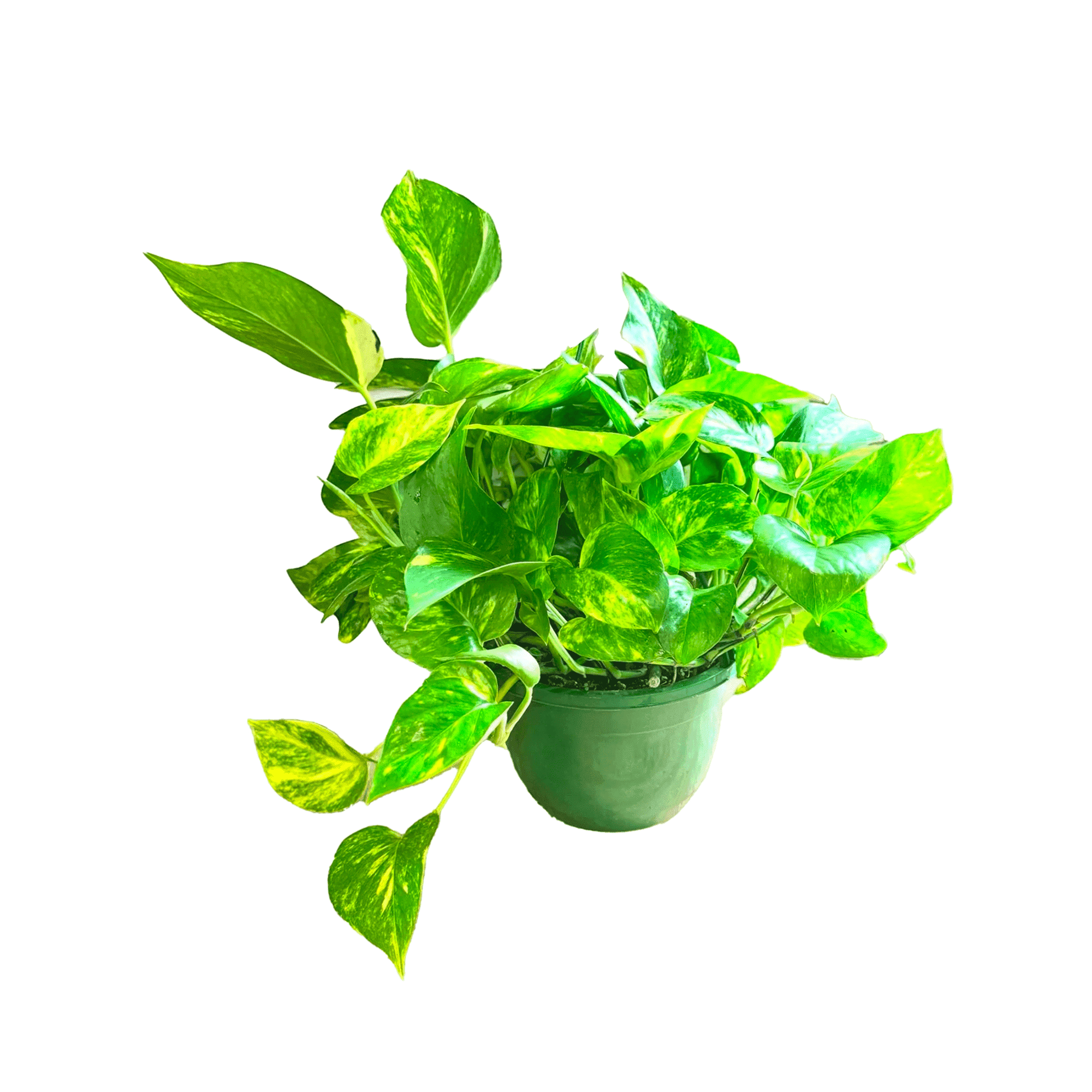 Pothos Live Plants, Easy-Care Indoor Houseplant, Trailing Green Foliage ...