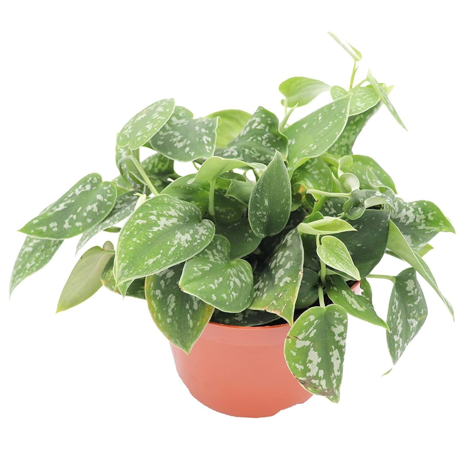 Pothos Scindapsus Pictus Argyraeus - 6'' from Exlonjet - Walmart.com