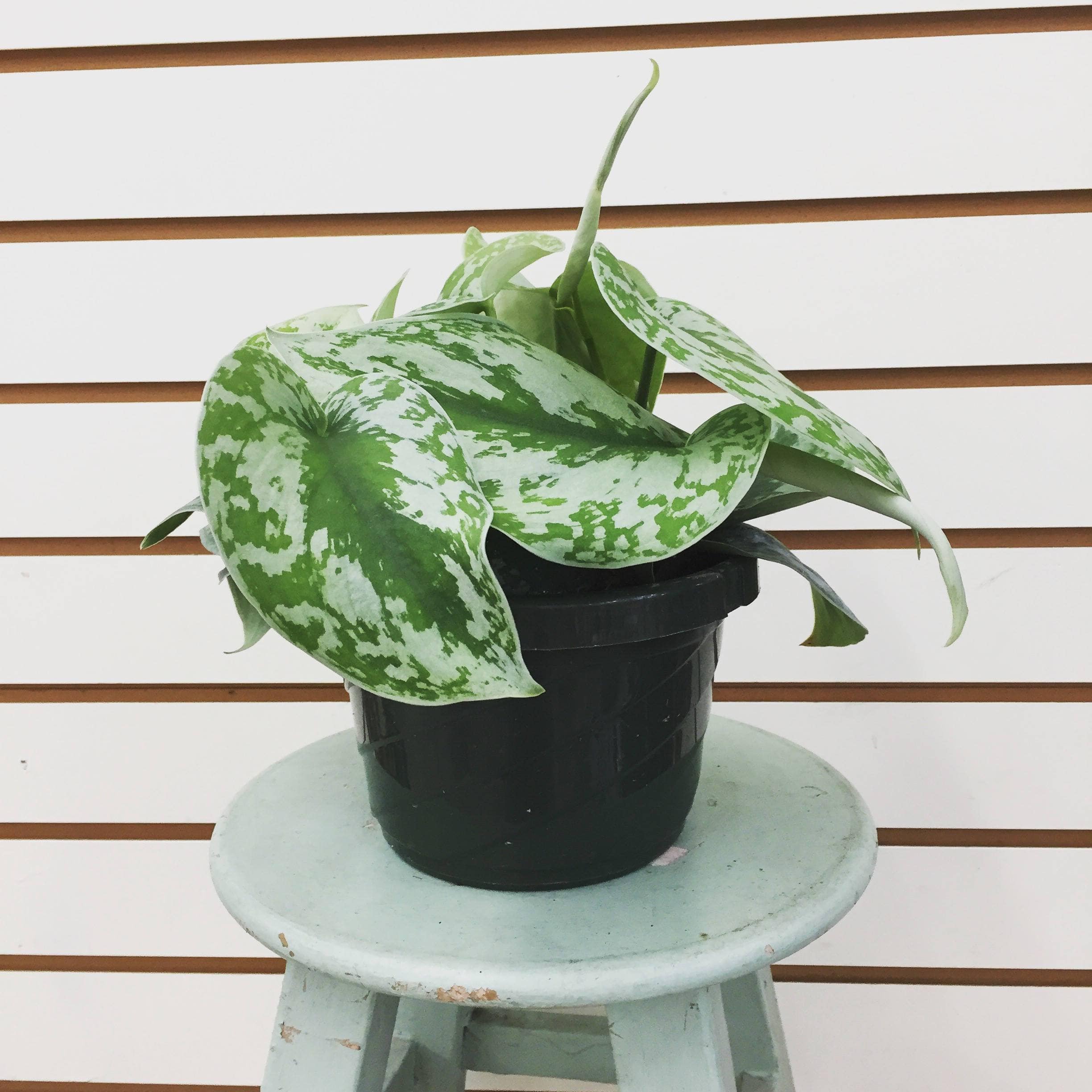 Pothos Silver Splash, 6" Plant - Walmart.com