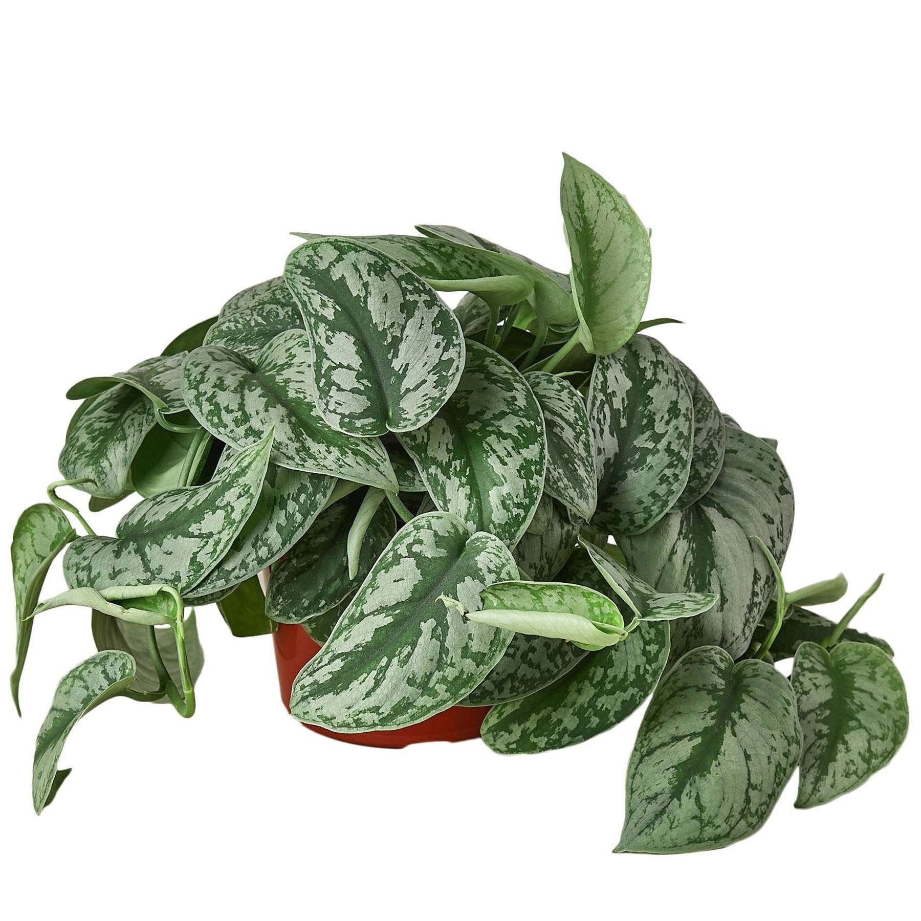 Pothos Silver Splash Live Plant for Indoor | Different Houseplants in 4 ...