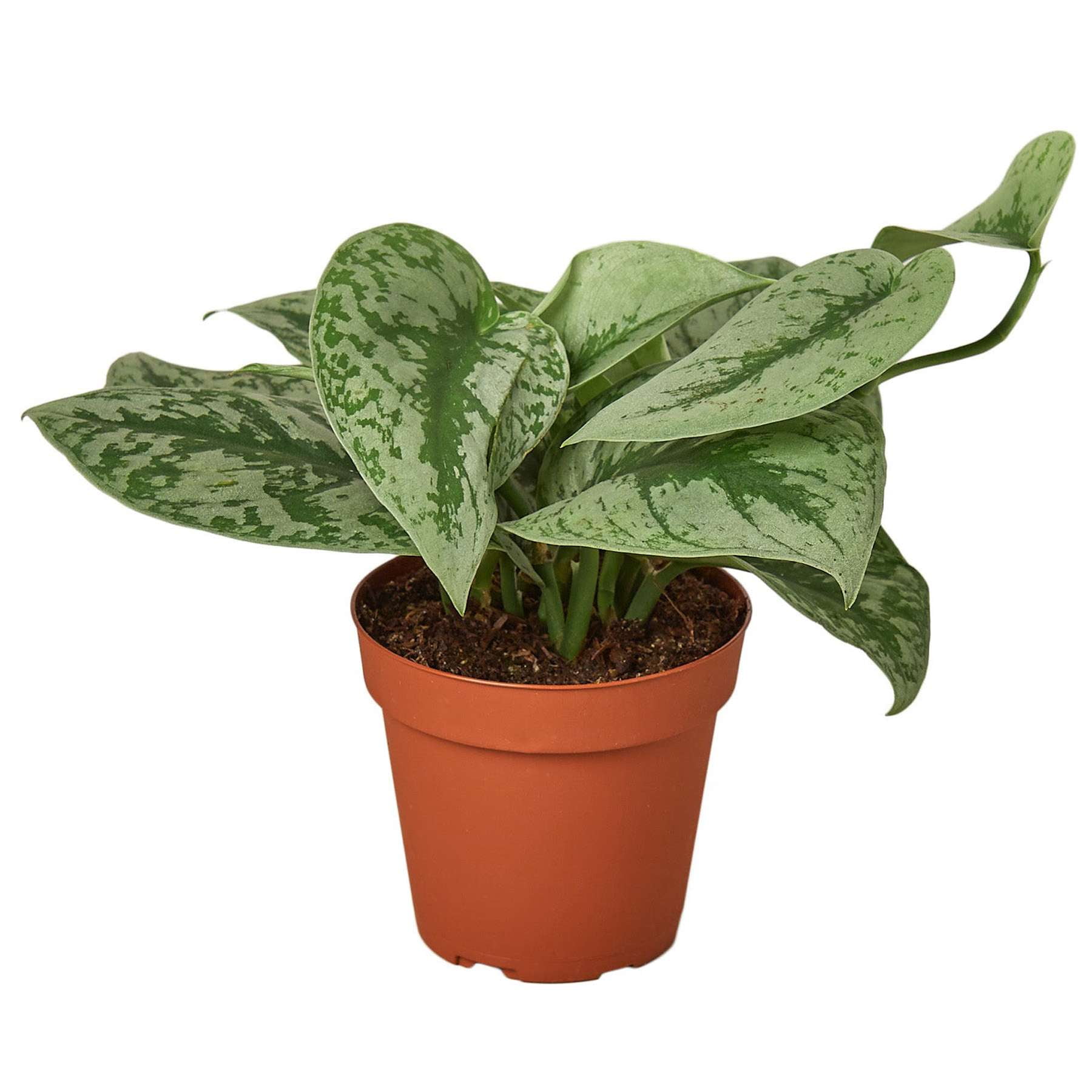 Pothos Silver Splash Live Plant for Indoor | Different Houseplants in 4 ...