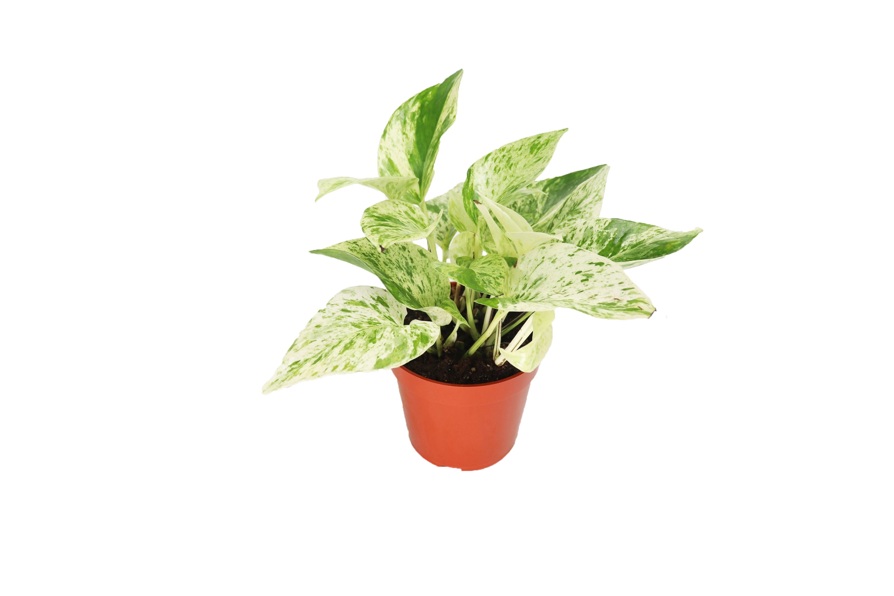 California Tropicals Indoor Potted Pothos Snow Queen - 4 - Walmart.com