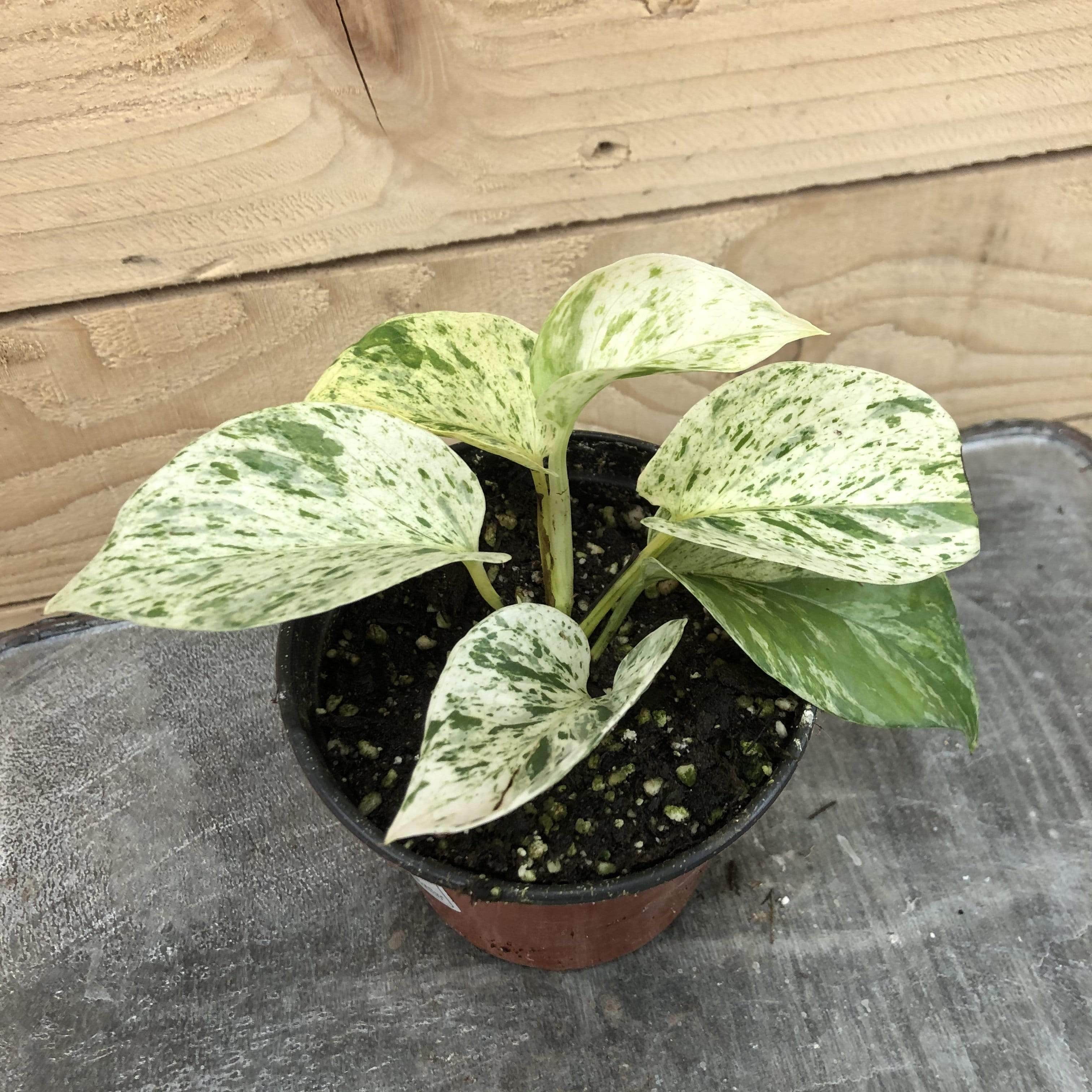 Pothos Snow Queen, 4" Plant, The Plant Farm - Walmart.com