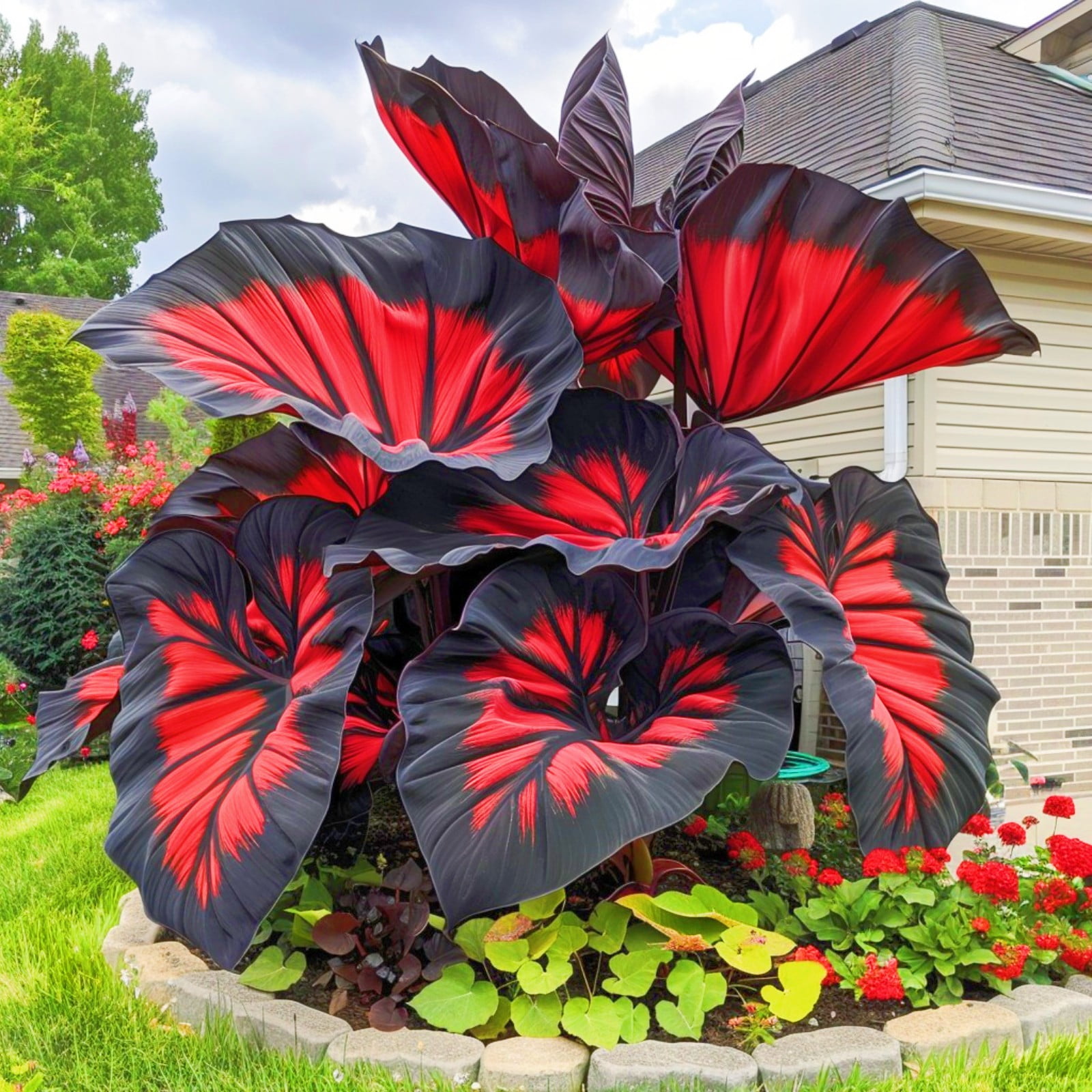 Pots Ornaments(Elephant Ear )Beautiful Environment Planting for Pots ...
