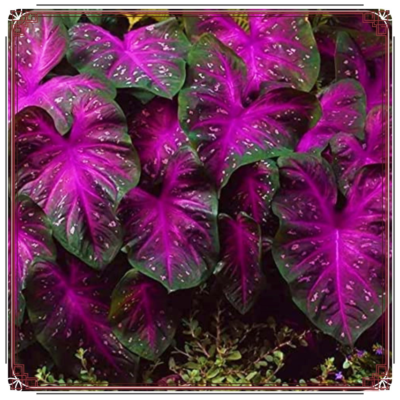 Pots Ornaments(Elephant Ear )Beautiful Environment Planting for Pots ...