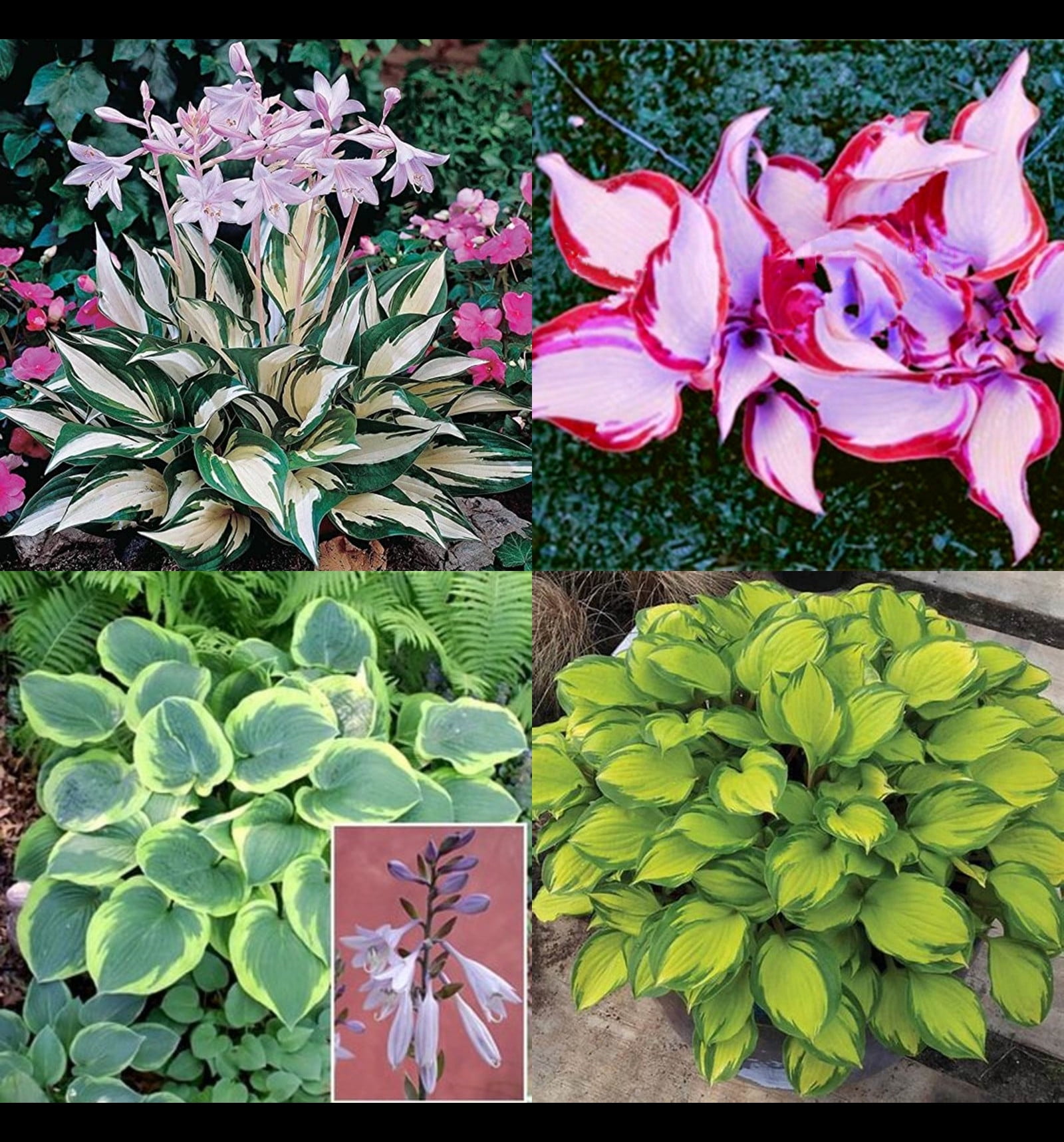 Pots to Grow, Gardens Decoration, on sale, Low maintenance(Hostas ...